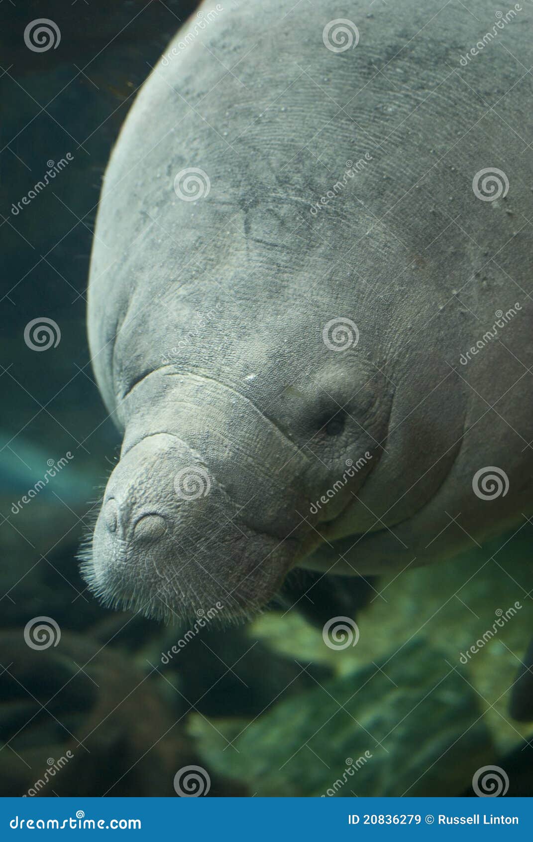 Antillean Manatee (Trichechus Manatus Manatus). Skin Texture. Stock ...
