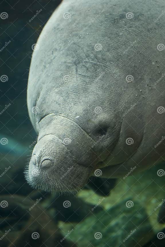 Antillean Manatee stock image. Image of world, life, grey - 20836279