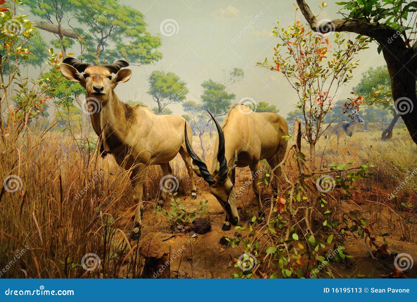 Antilop redaktionell arkivfoto. Bild av antarktis, historia - 16195113