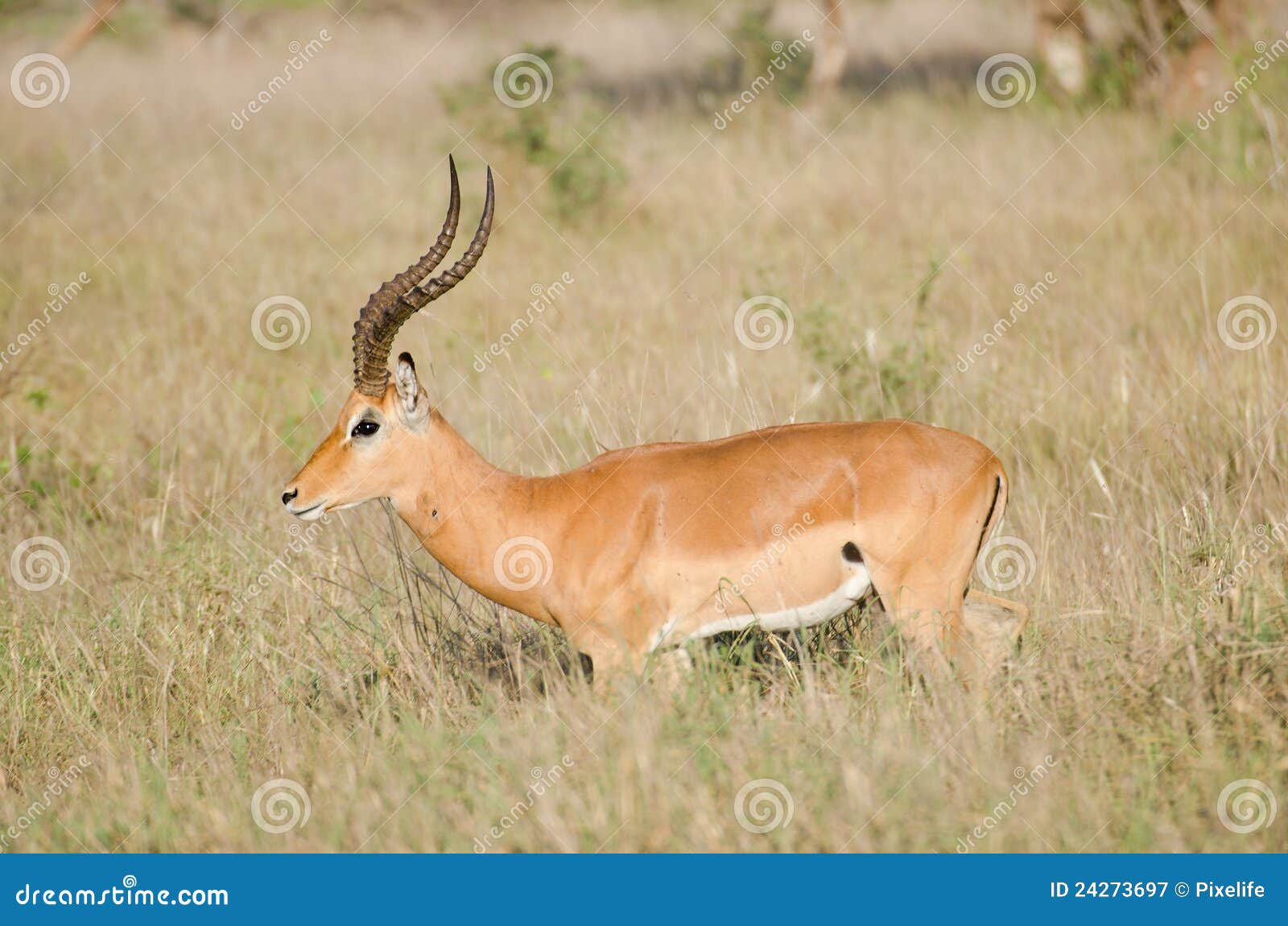 Antilop fotografering för bildbyråer. Bild av spädbarn - 24273697