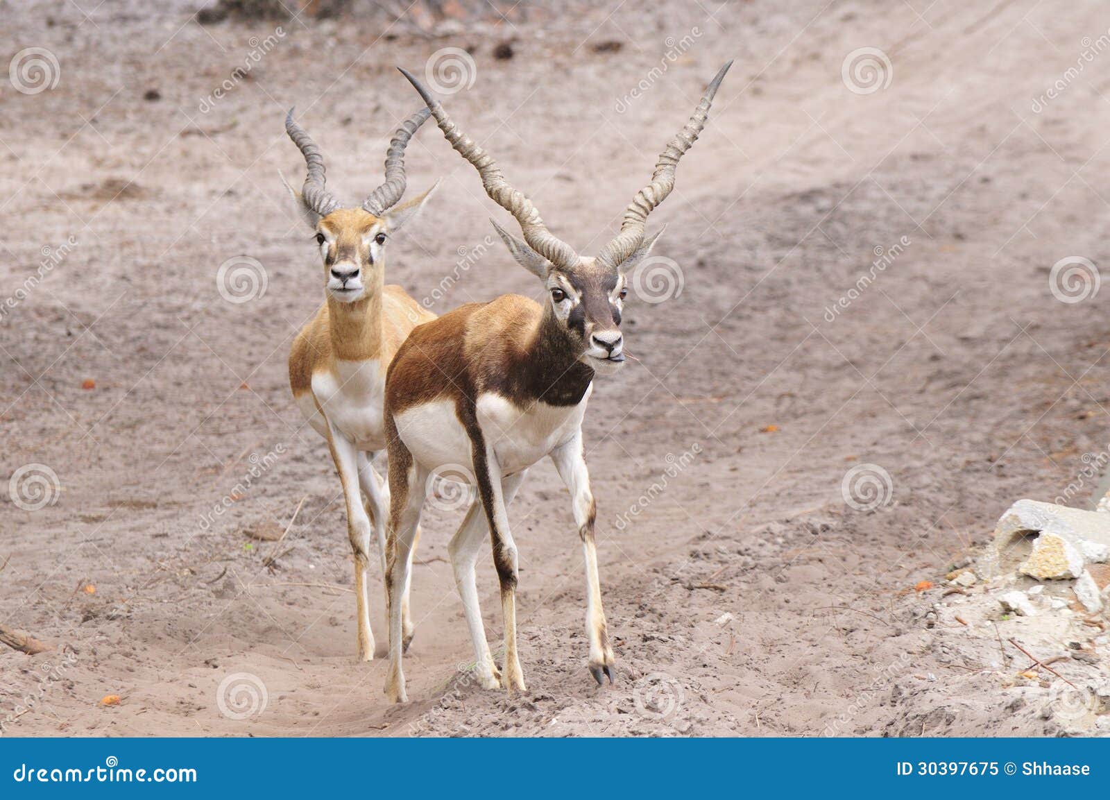 Antilop fotografering för bildbyråer. Bild av tropiskt - 30397675