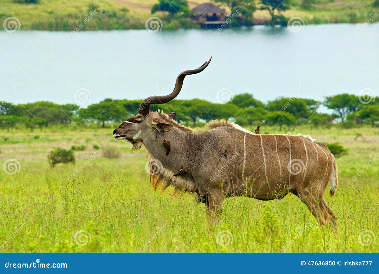Antilop i Sydafrika arkivfoto. Bild av medf8ort, safari - 47636850