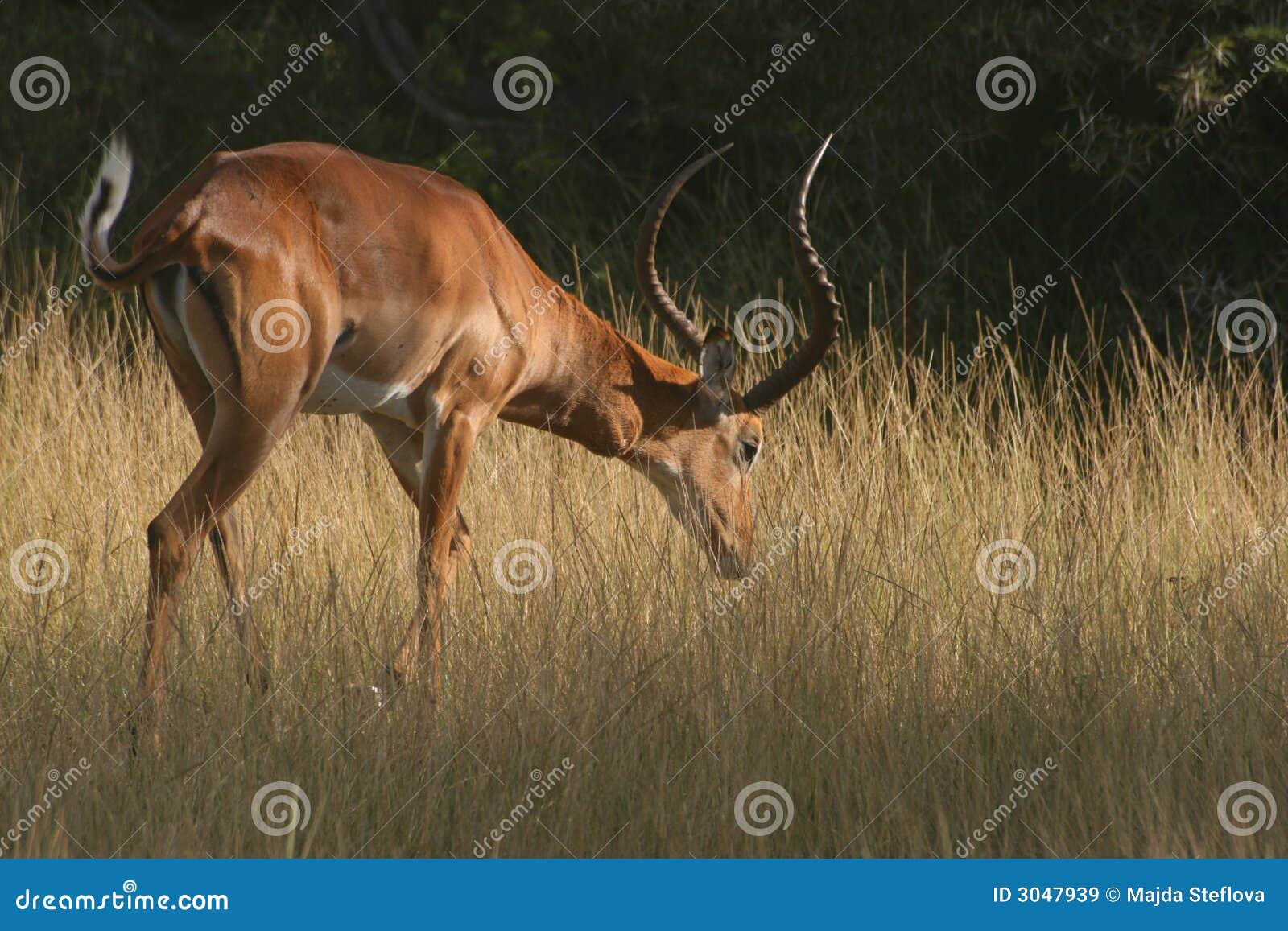 Antilopa stock image. Image of wild, animals, antilopa - 3047939