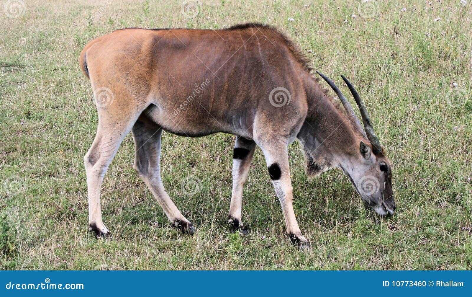 Antilope photo stock. Image du sauvage, klaxon, mammifère - 10773460