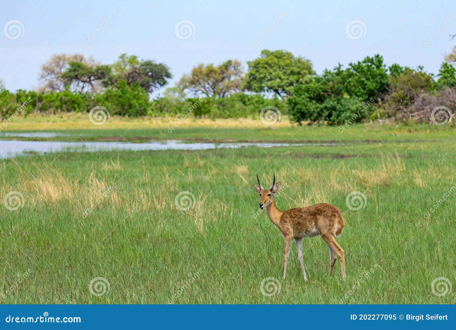An Antelope Watches the Photographer. Stock Image - Image of watches ...