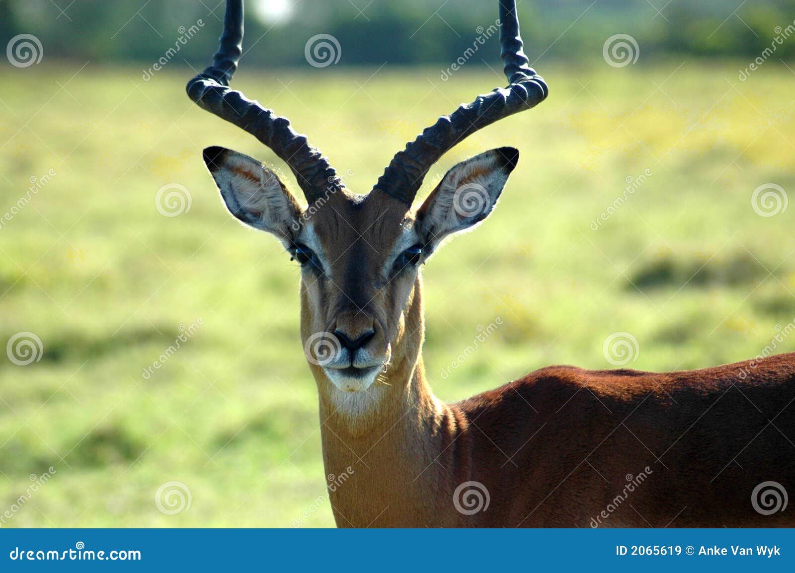 Antilope image stock. Image du beau, grand, afrique, antilopes - 2065619