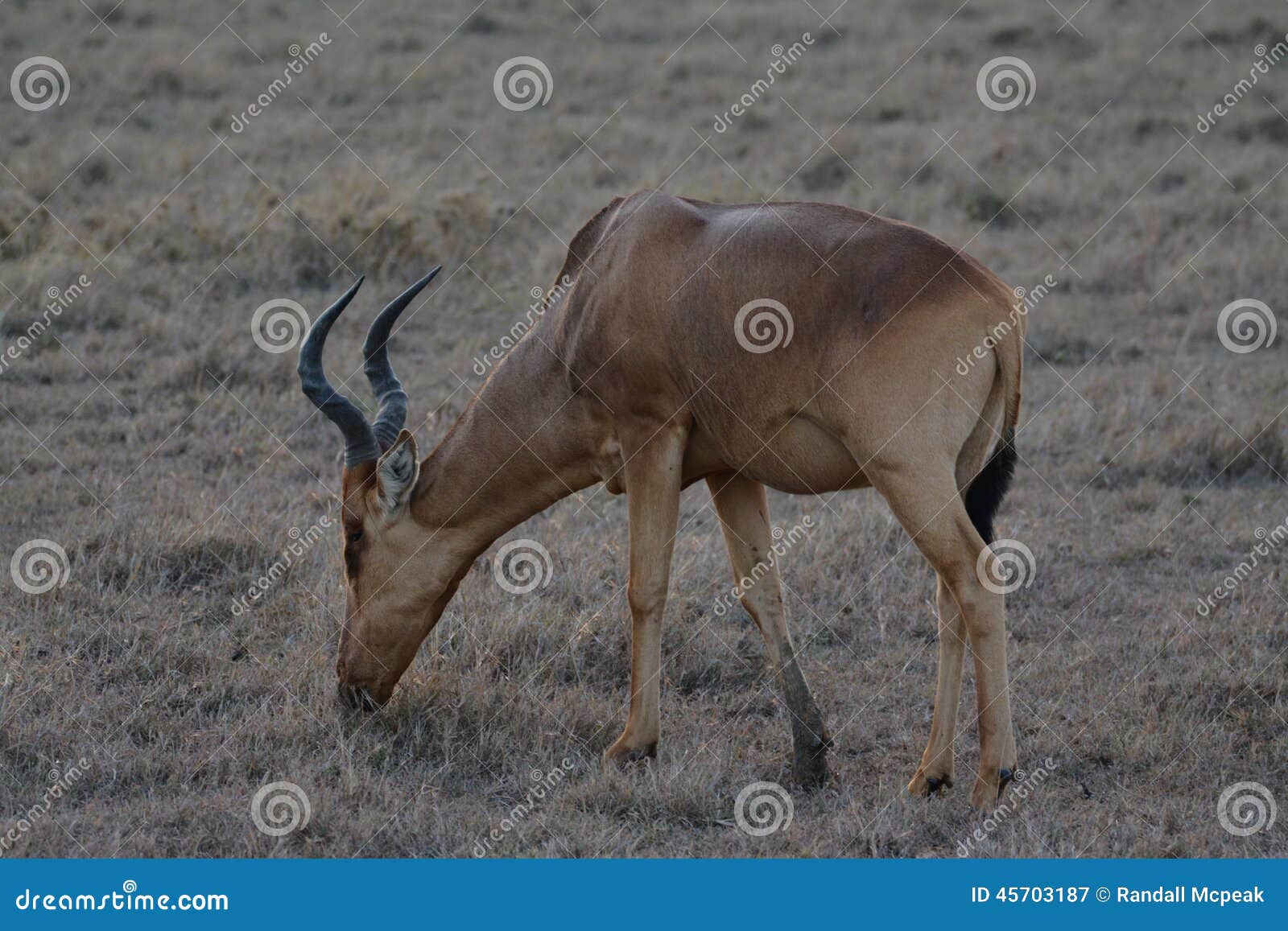 Antilope stock afbeelding. Image of toelage, rinoceros - 45703187
