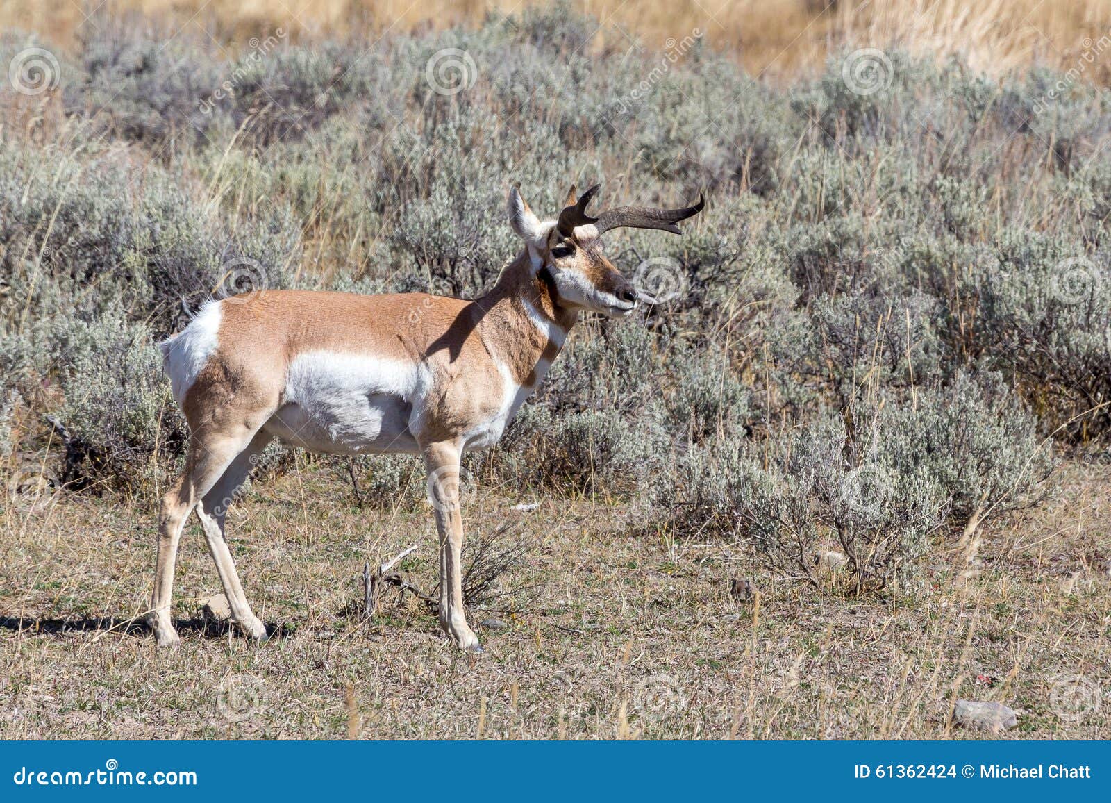 Antilope fotografia stock. Immagine di grande, gioco - 61362424