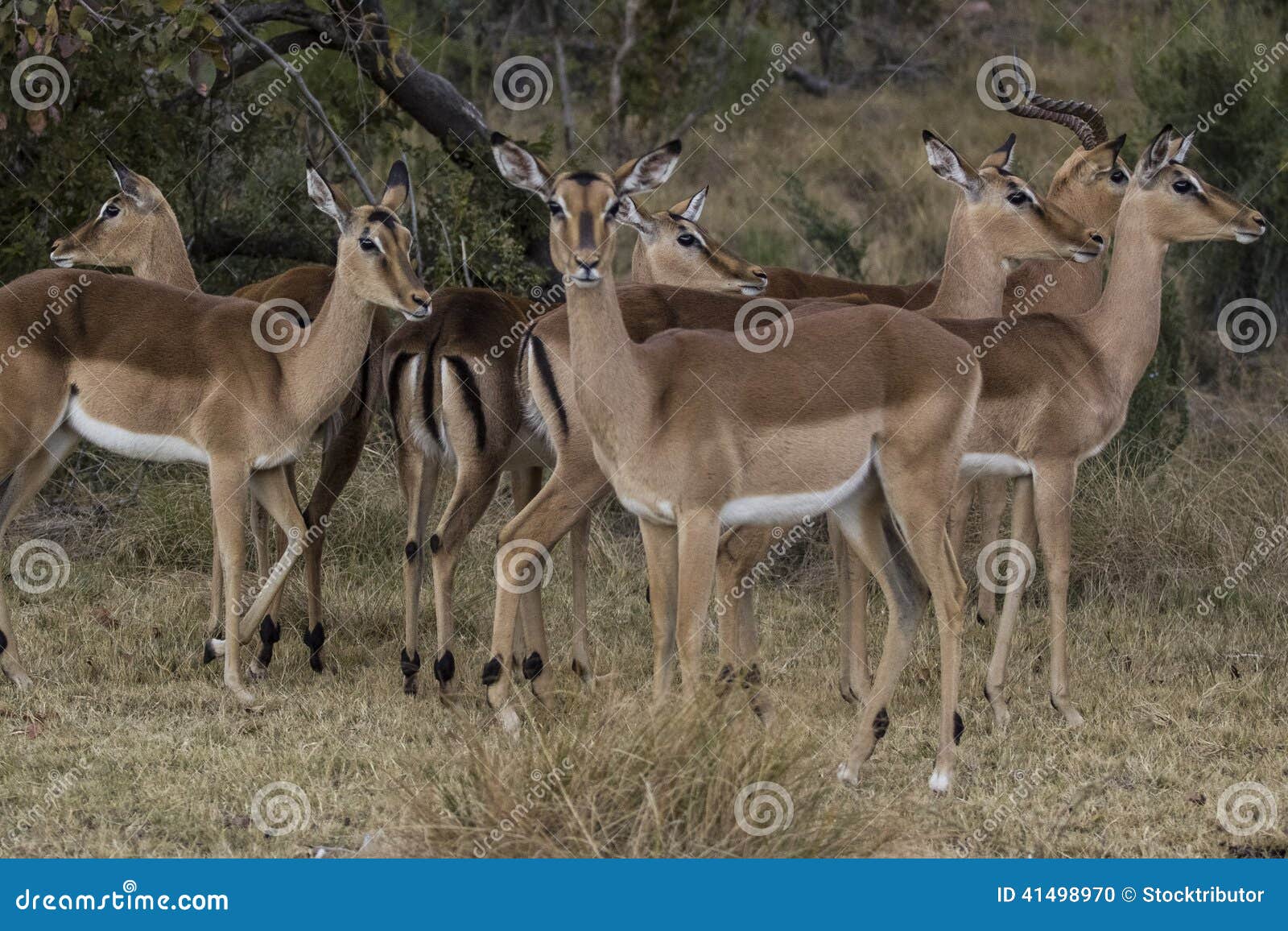 Antilope africaine photo stock. Image du chiot, klaxon - 41498970