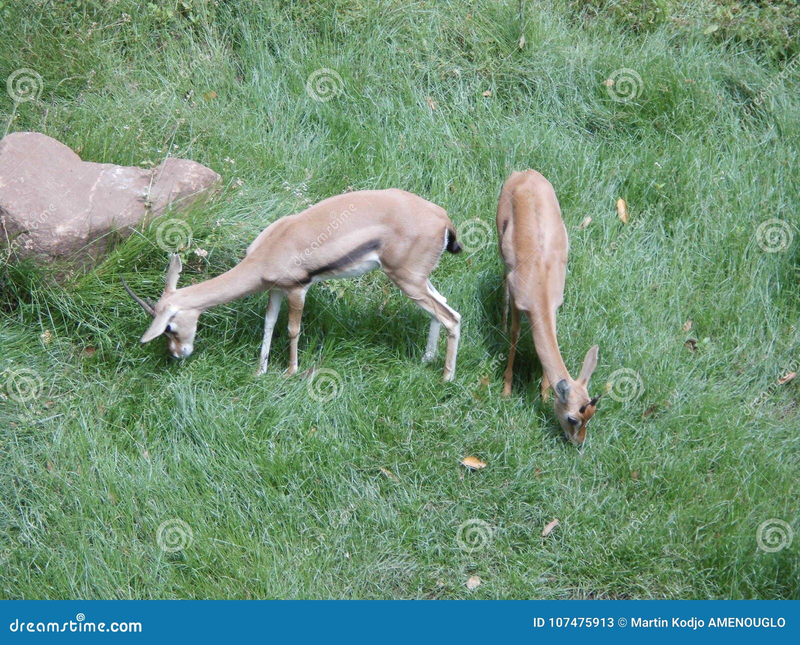 Antilope / antelope stock image. Image of animaux, antilope - 107475913