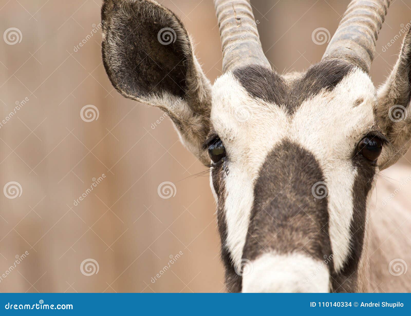 Antilope D'oeil En Nature Portrait Photo stock - Image du nature, jour ...