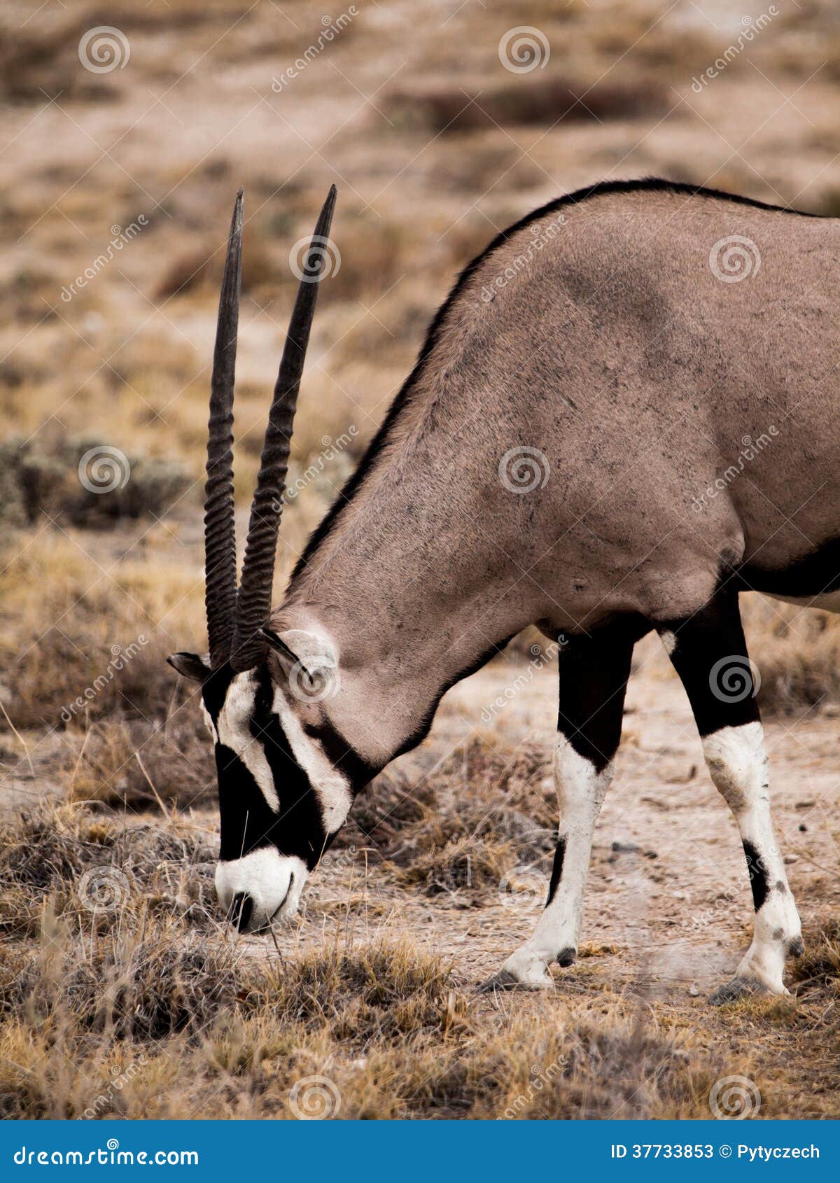 Antilope d'oryx image stock. Image du longtemps, afrique - 37733853