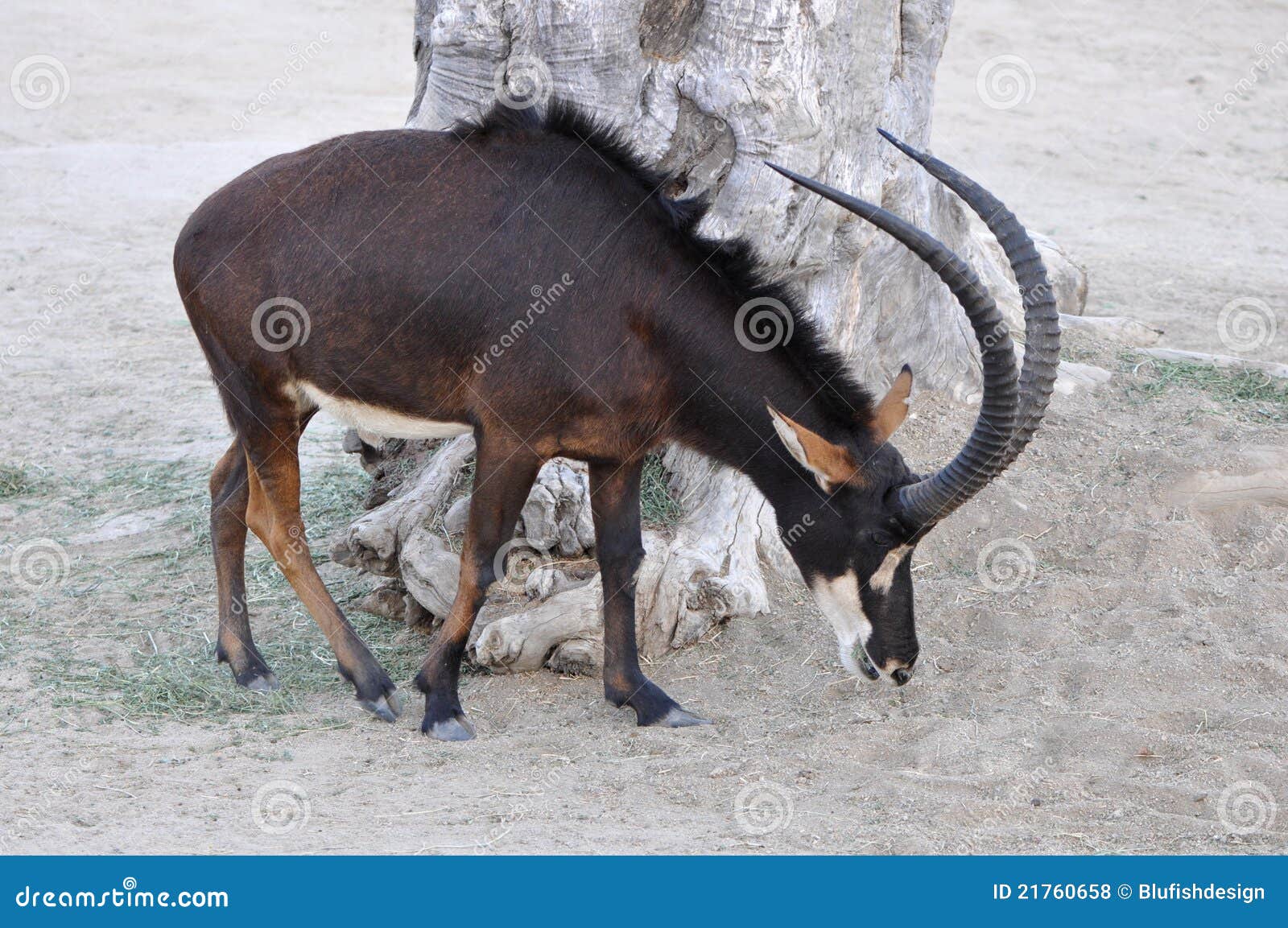 Antilope de sable photo stock. Image du gazelle, savane - 21760658