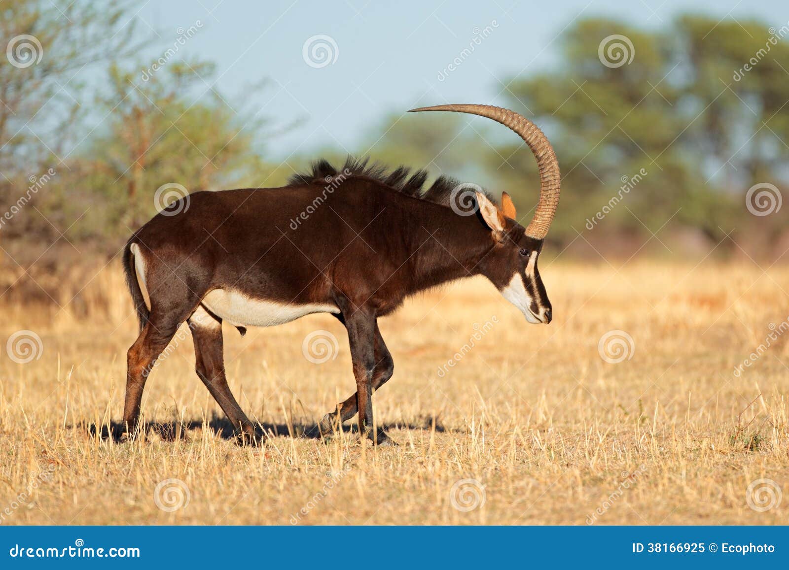 Antilope de sable image stock. Image du herbivore, prairie - 38166925