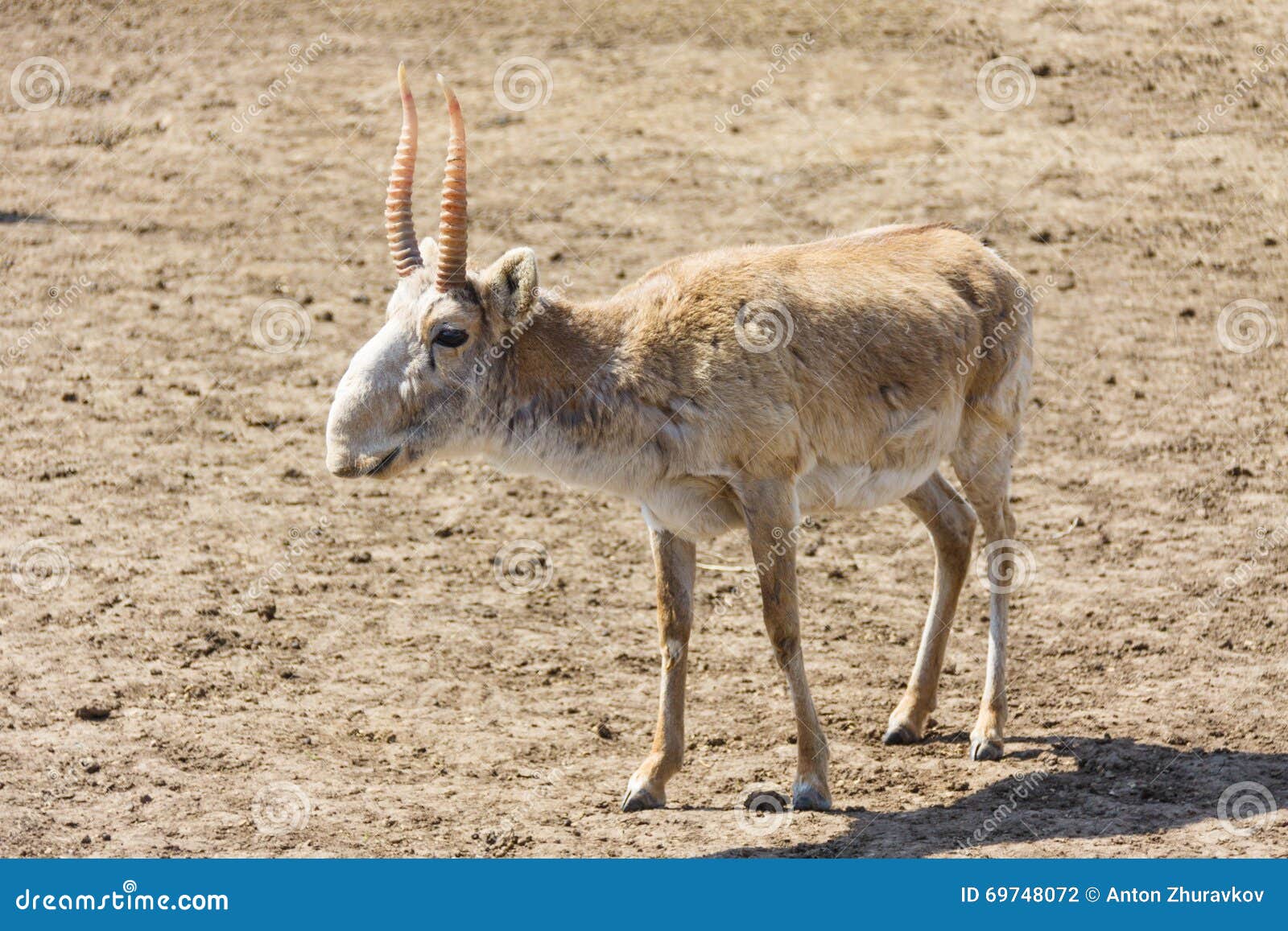Antilope De Saiga (tatarica De Saiga) Photo stock - Image du rouge ...
