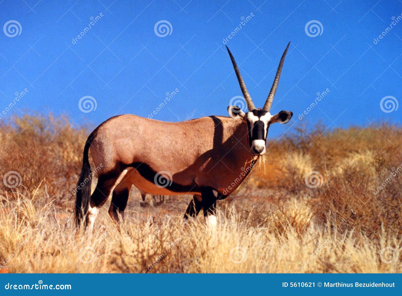 Antilope del Oryx immagine stock. Immagine di kalahari - 5610621