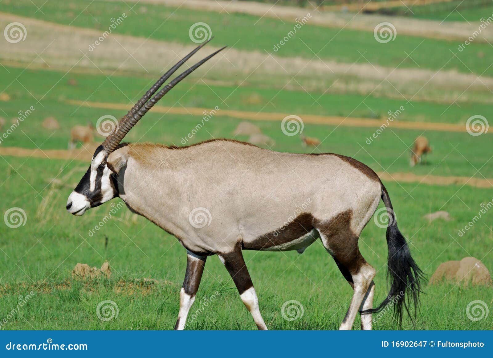 Antilope Dell'Africano Del Gemsbok Immagine Stock - Immagine di parco ...