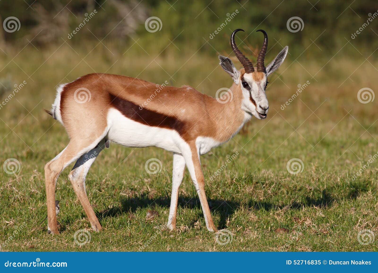 Antilope Dell'antilope Saltante Immagine Stock - Immagine di africa ...