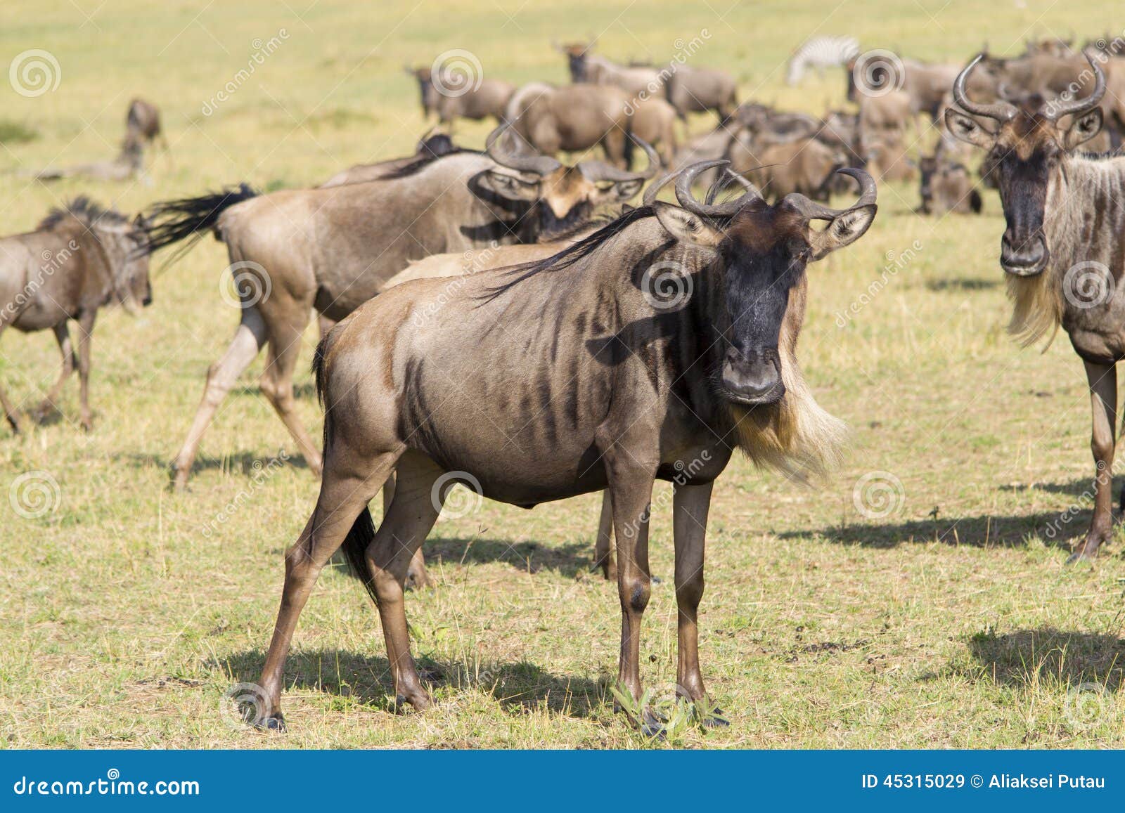 Antilope dello gnu (gnu) immagine stock. Immagine di africa - 45315029 Antilope dello gnu (gnu) immagine stock. Immagine di africa - 45315029