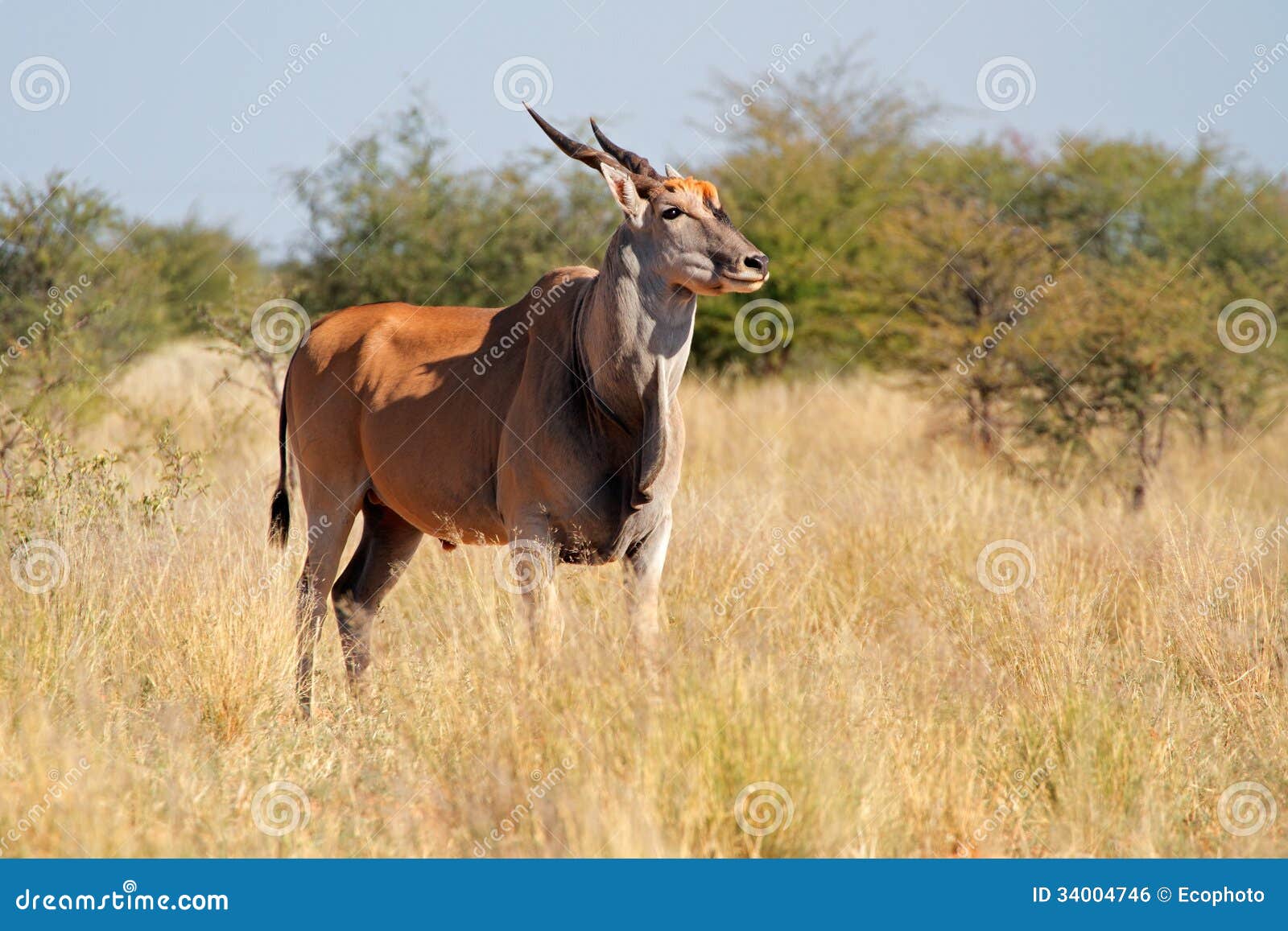 Antilope di eland fotografia stock. Immagine di terra - 34004746