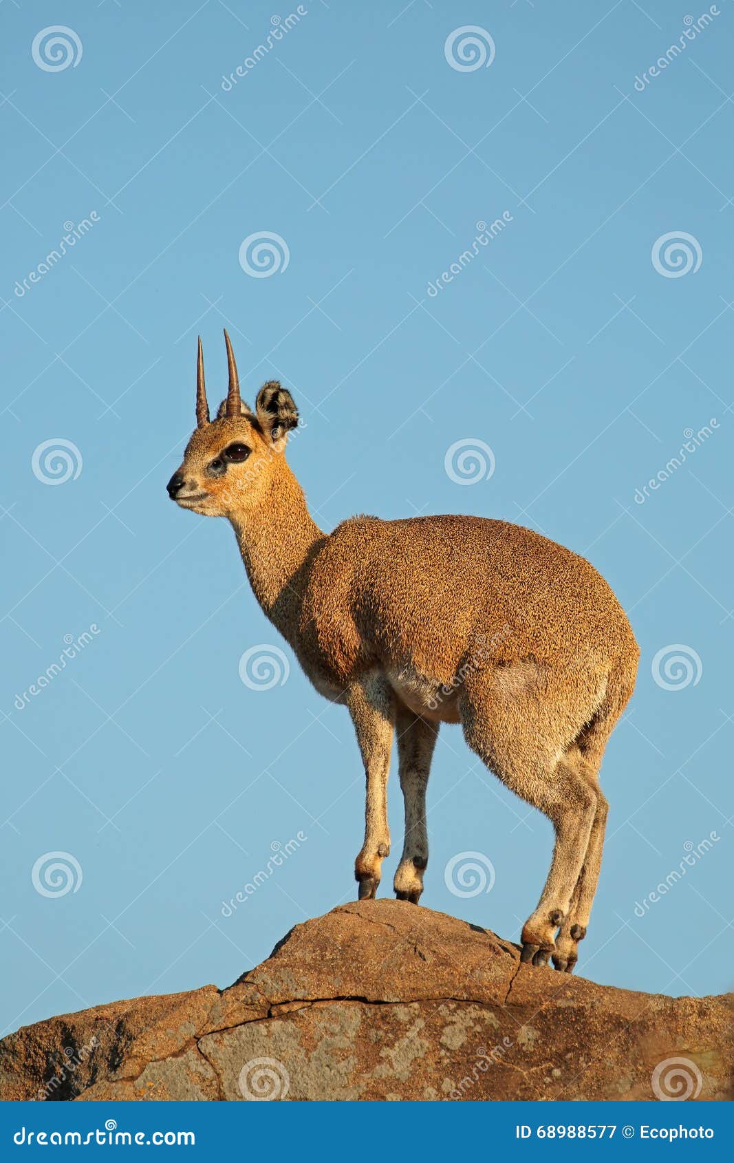 Antilope Di Klipspringer Su Roccia Immagine Stock - Immagine di cielo ...