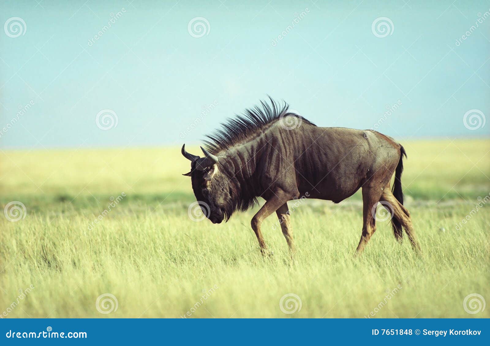 Antilope gnu stock photo. Image of animal, arid, nature - 7651848