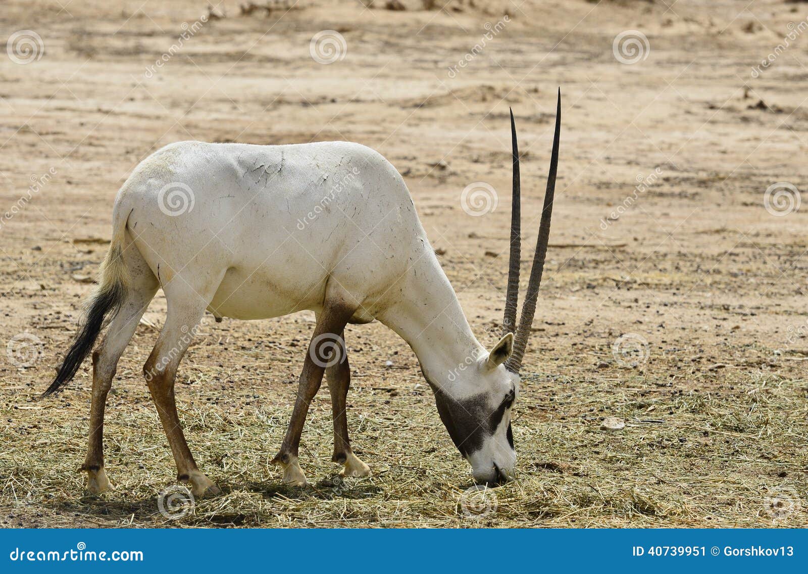 Antilope, l'oryx Arabe image stock. Image du herbivore - 40739951