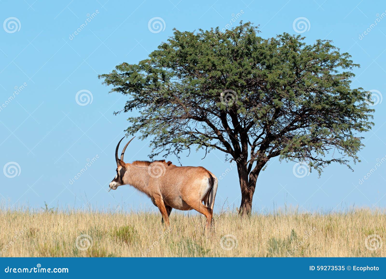Antilope Roan immagine stock. Immagine di posizione, erba - 59273535