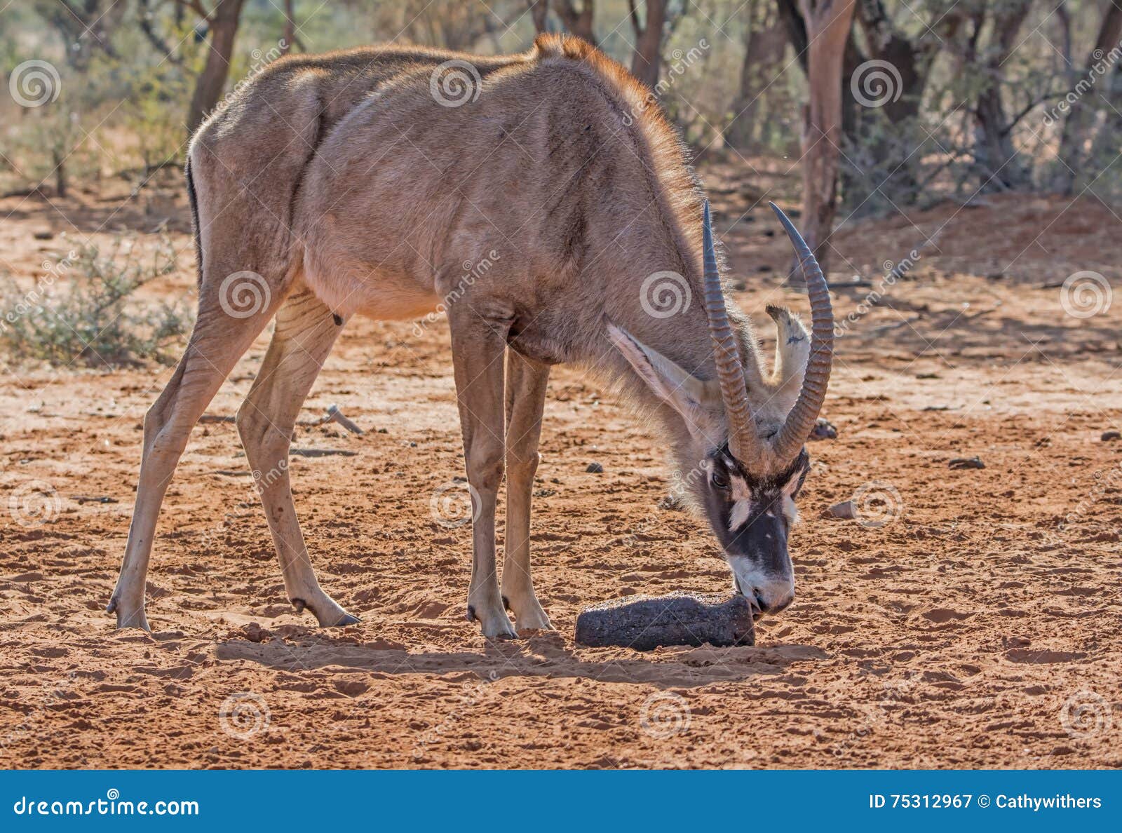 Antilope Roan image stock. Image du sable, rouge, verticale - 75312967