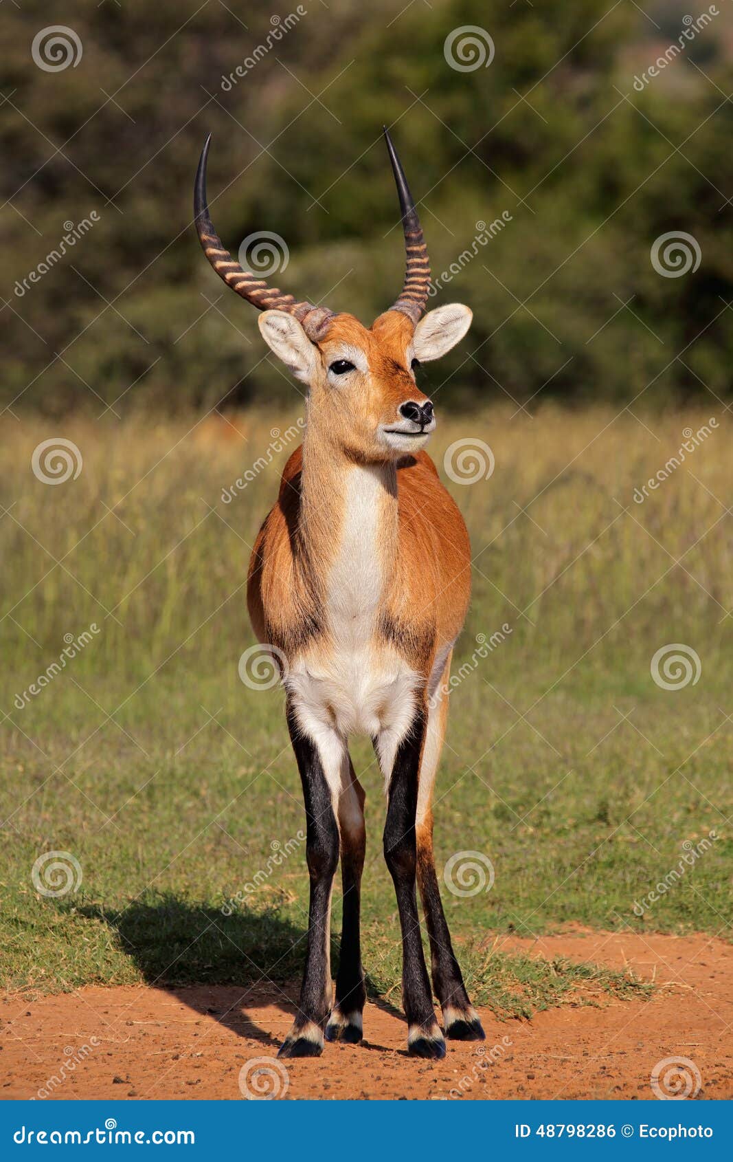 Antilope rossa di Lechwe fotografia stock. Immagine di corni - 48798286