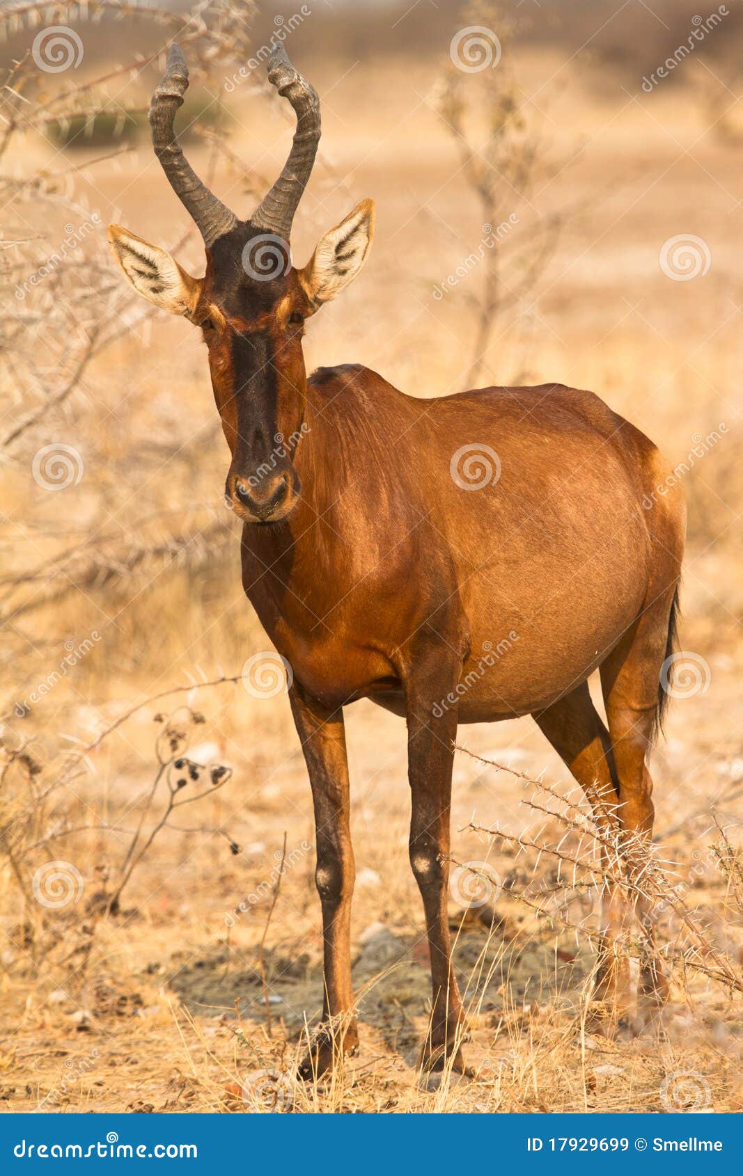 Antilope Rouge De Hartebeest Image stock - Image du namibie, normal ...