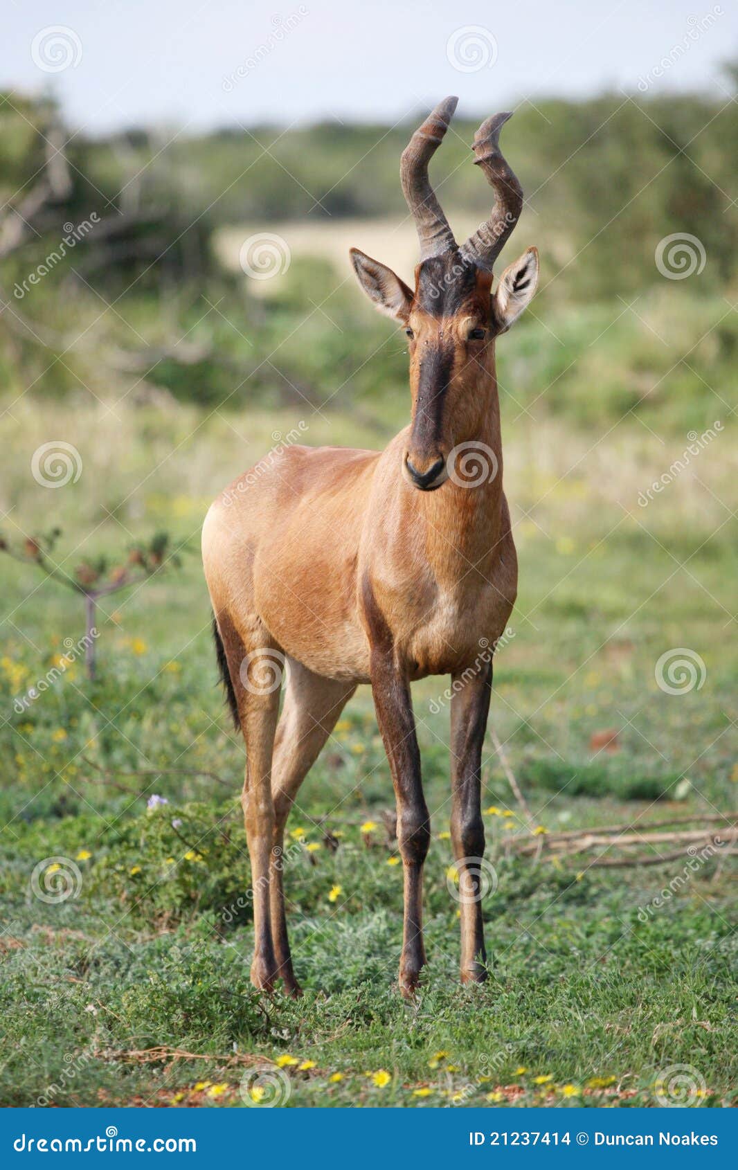 Antilope Rouge De Hartebeest Photo stock - Image du rouge, économie ...