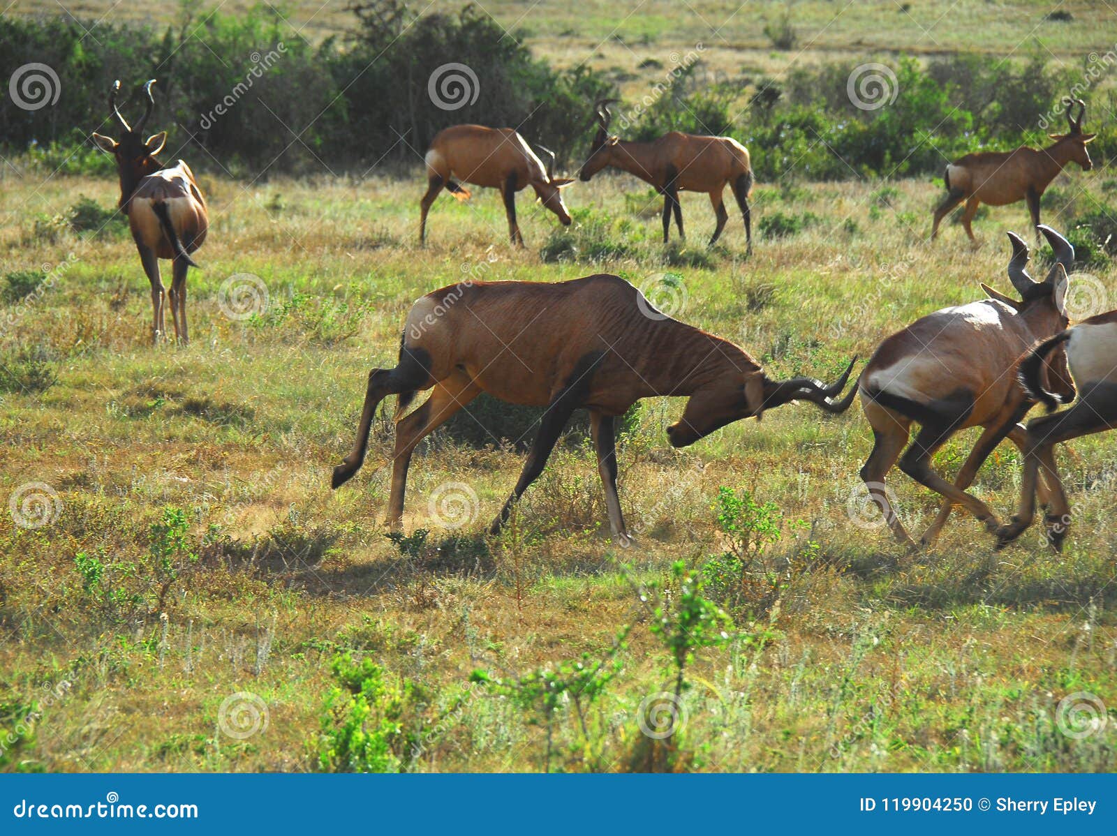 Antilope Rouge De L'Afrique Hartebeest Attaquant D'autres Photo stock ...