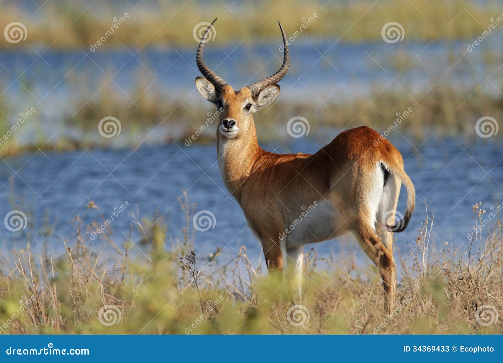 Antilope rouge de lechwe image stock. Image du herbe - 34369433