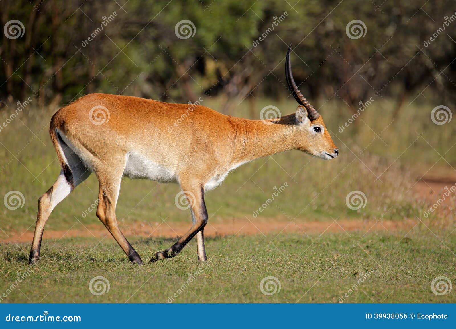 Antilope rouge de lechwe photo stock. Image du intact - 39938056
