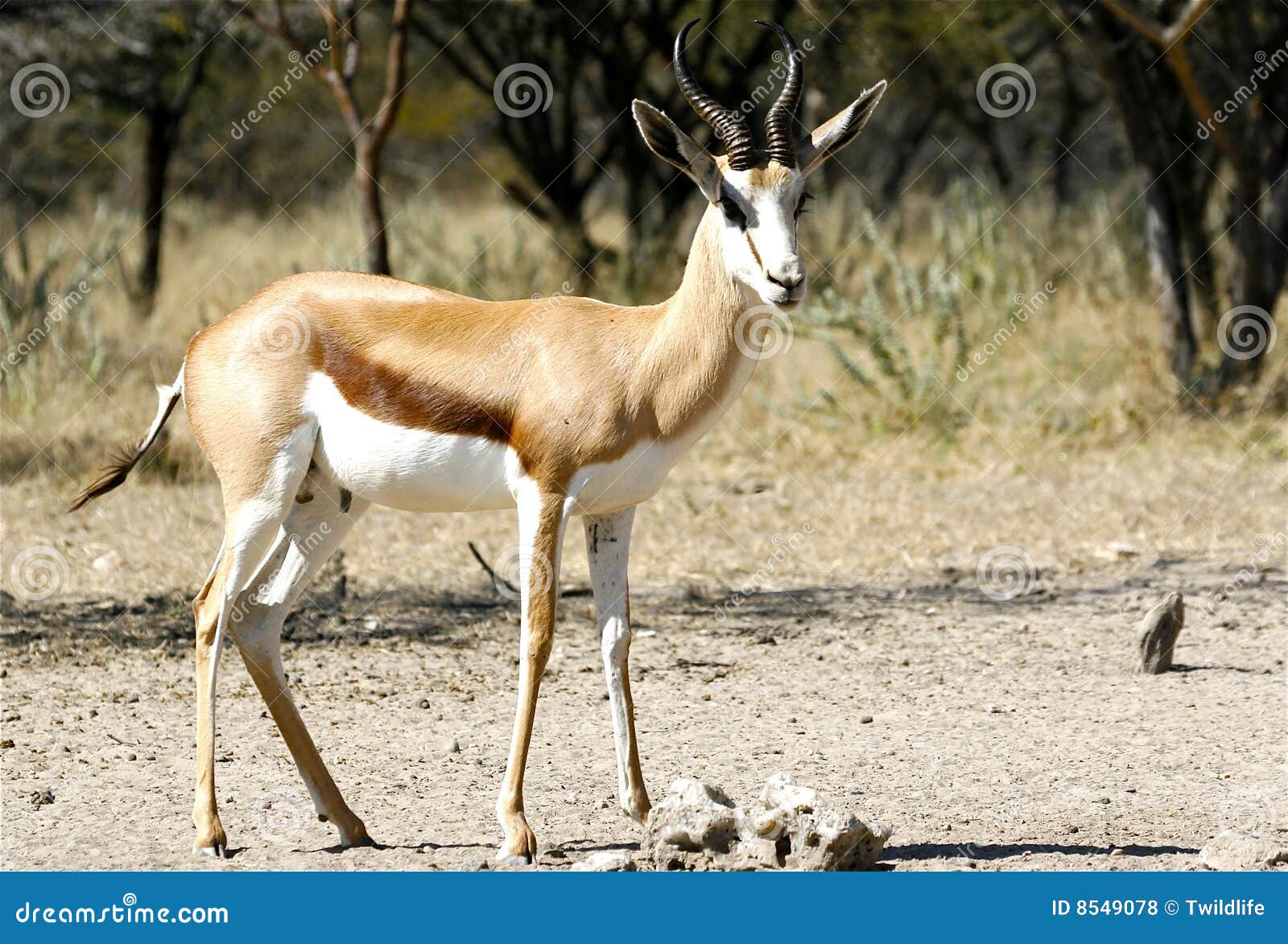 Antilope saltante maschio fotografia stock. Immagine di nafta - 8549078