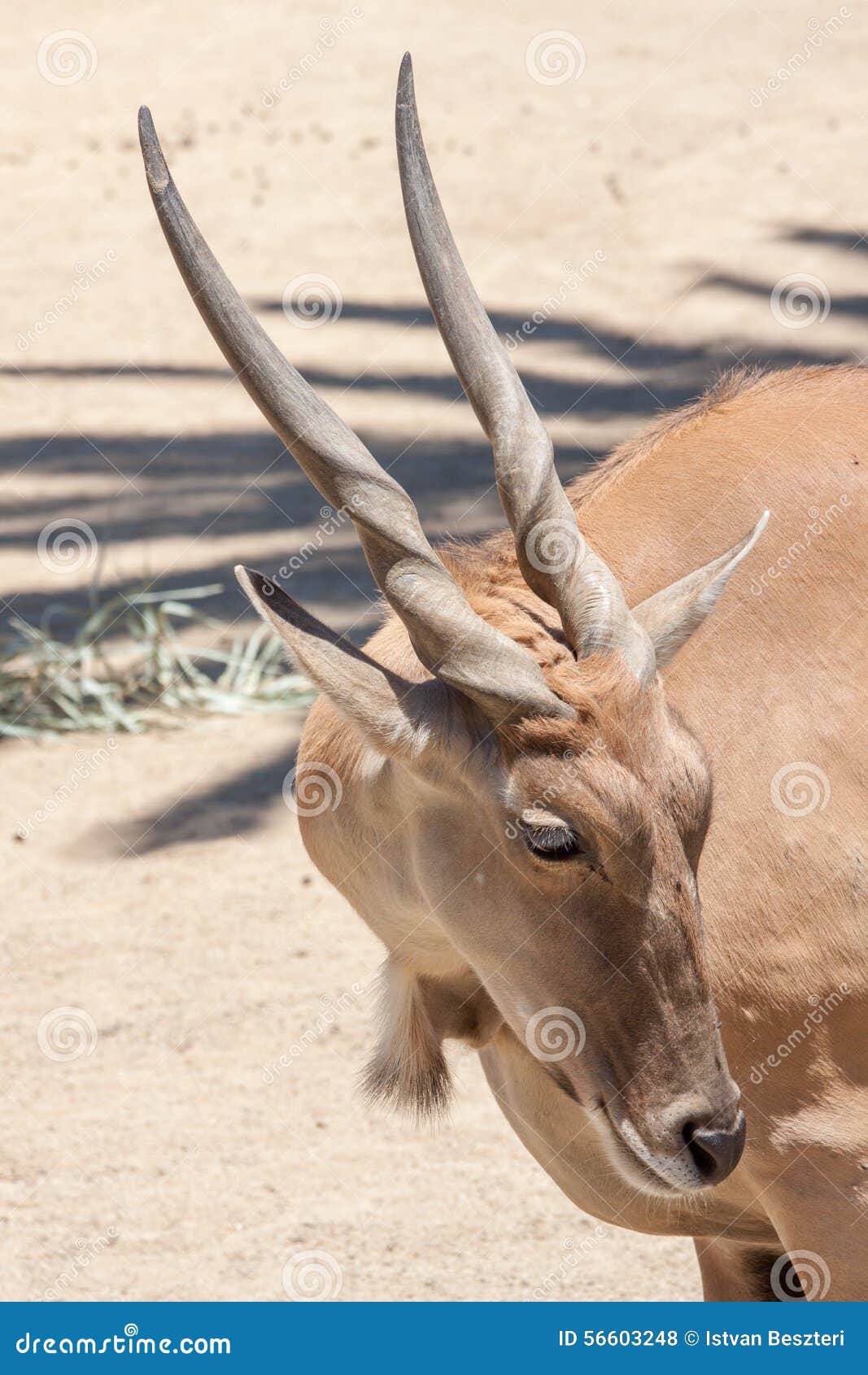 Antilope stock photo. Image of head, mammal, horn, oakland - 56603248