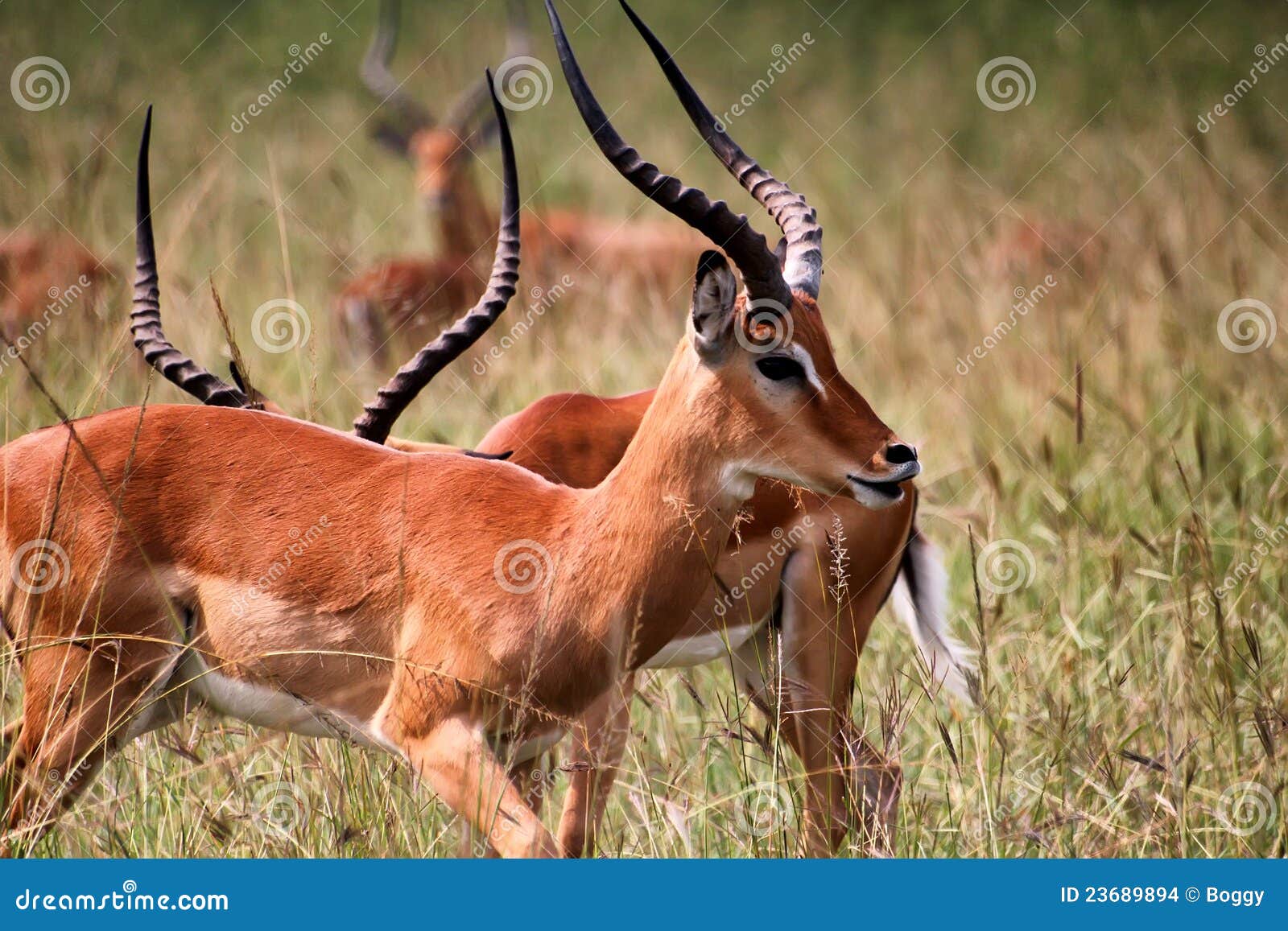 Antilopen stock foto. Image of zoogdier, groen, safari - 23689894