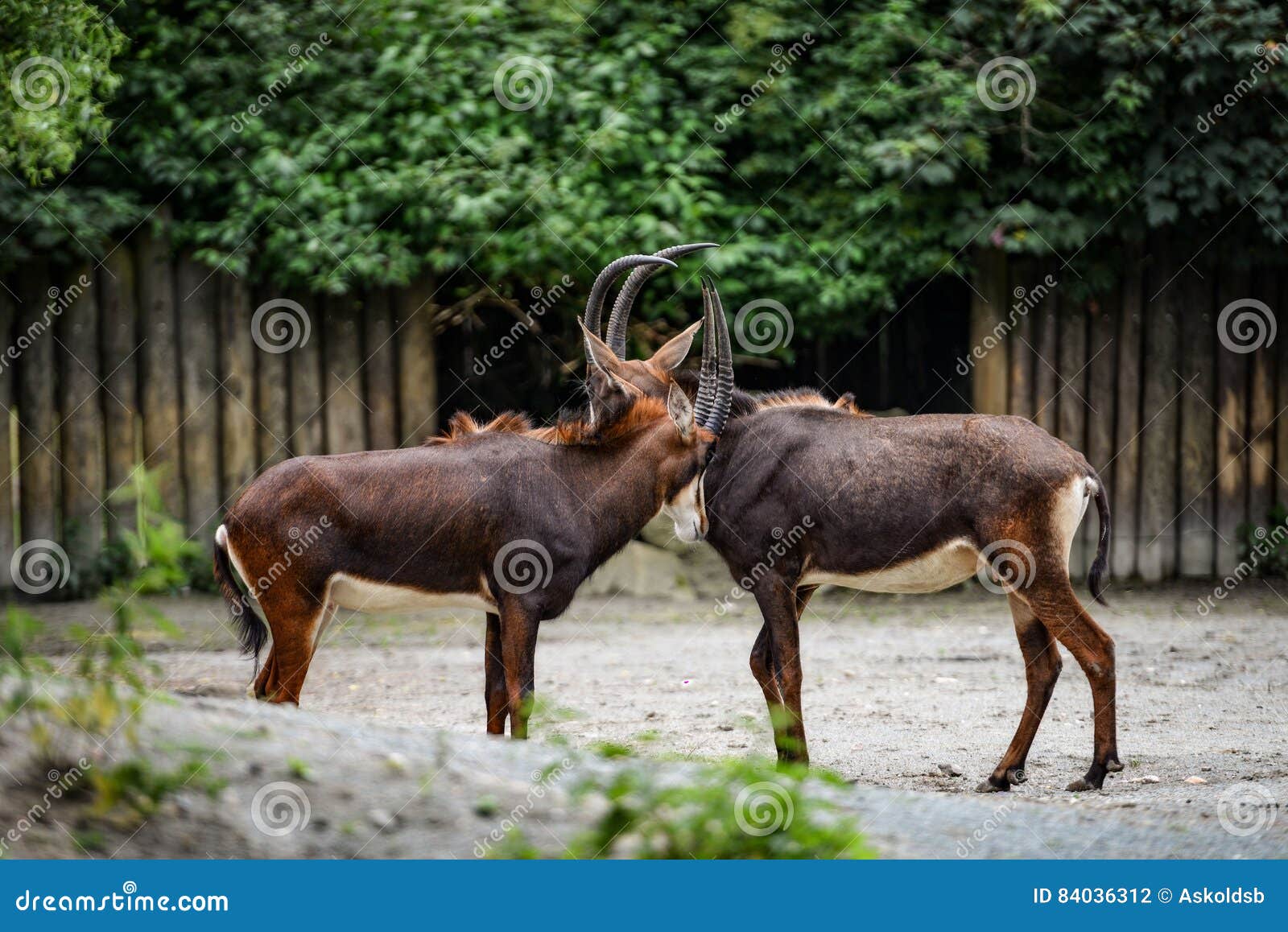 Antilopen stockfoto. Bild von draussen, nave, säugetier - 84036312