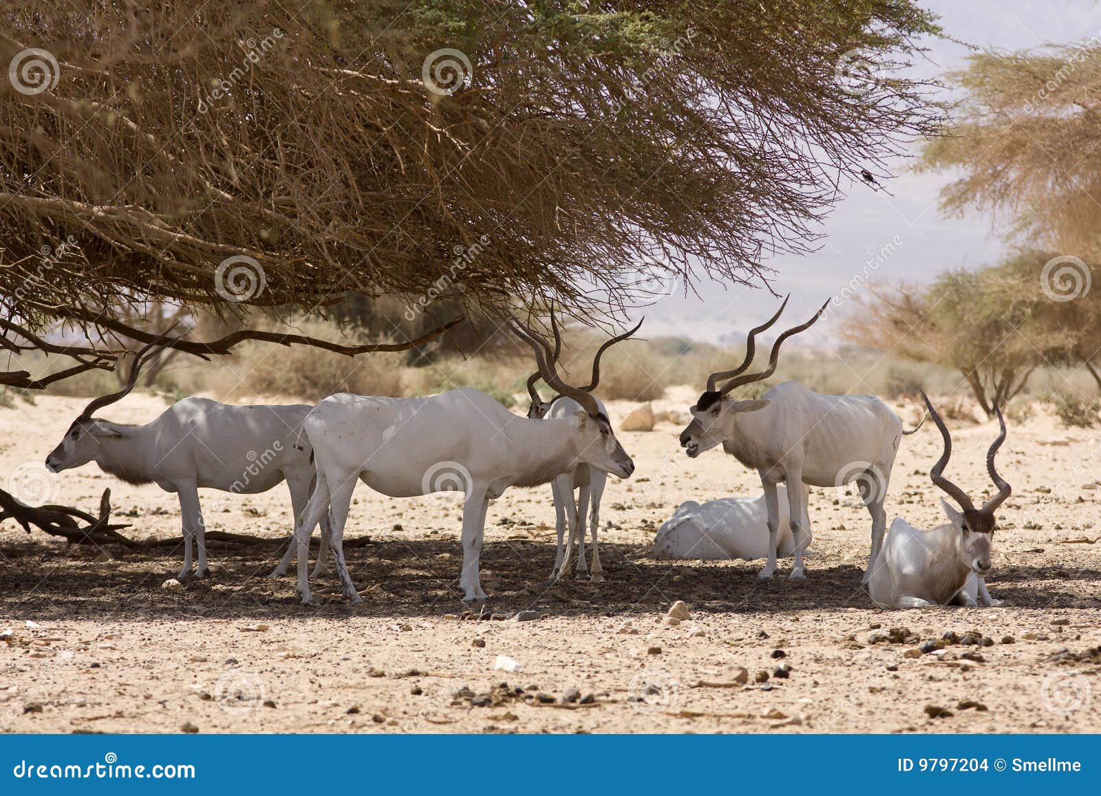 Antilopen stockfoto. Bild von sahara, safari, dollar, menge - 9797204