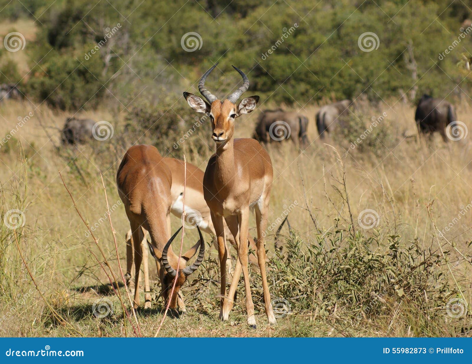 Antilopen in Botswana stockbild. Bild von säugetier, antilope - 55982873