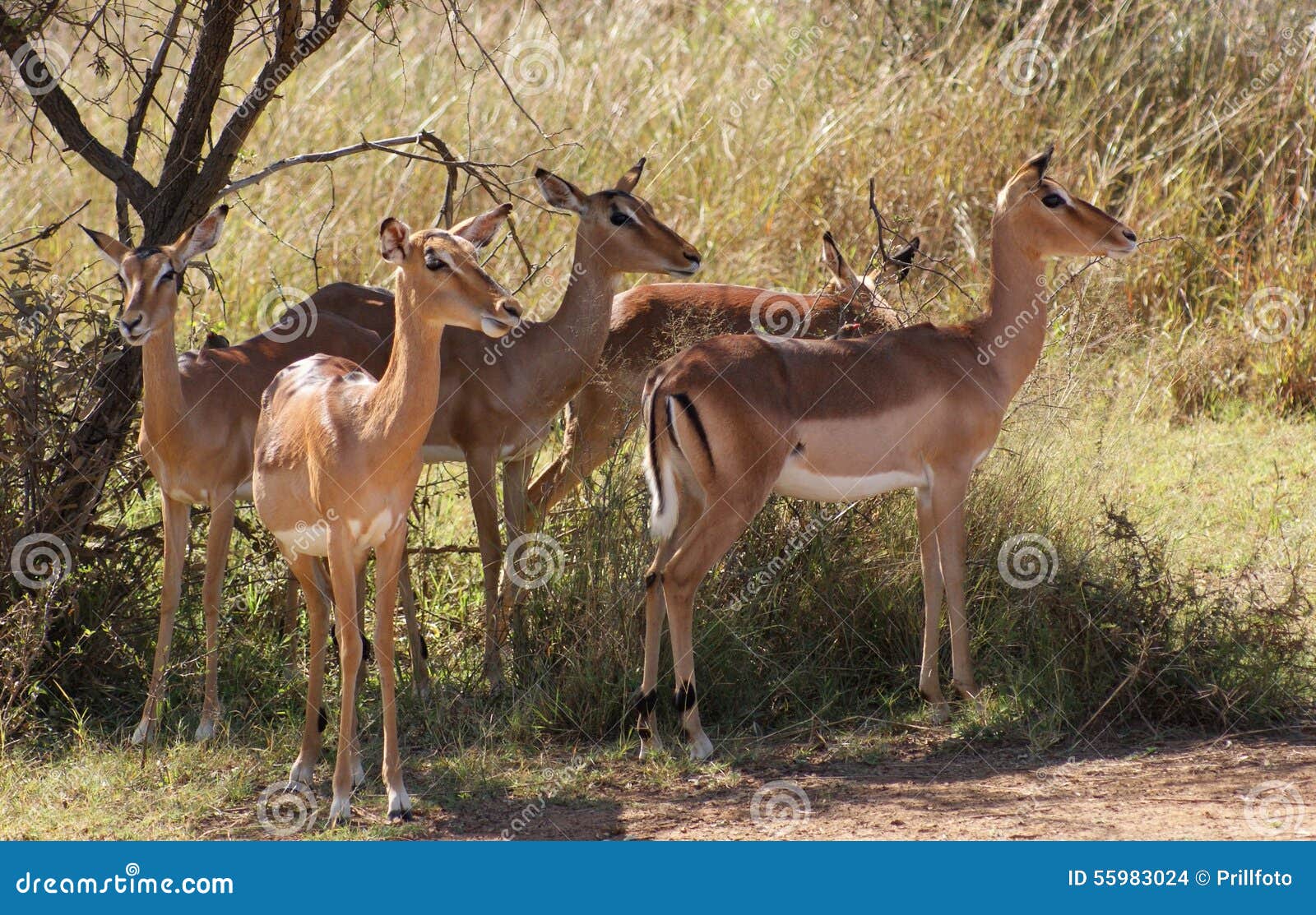Antilopen in Botswana stockfoto. Bild von nave, säugetier - 55983024
