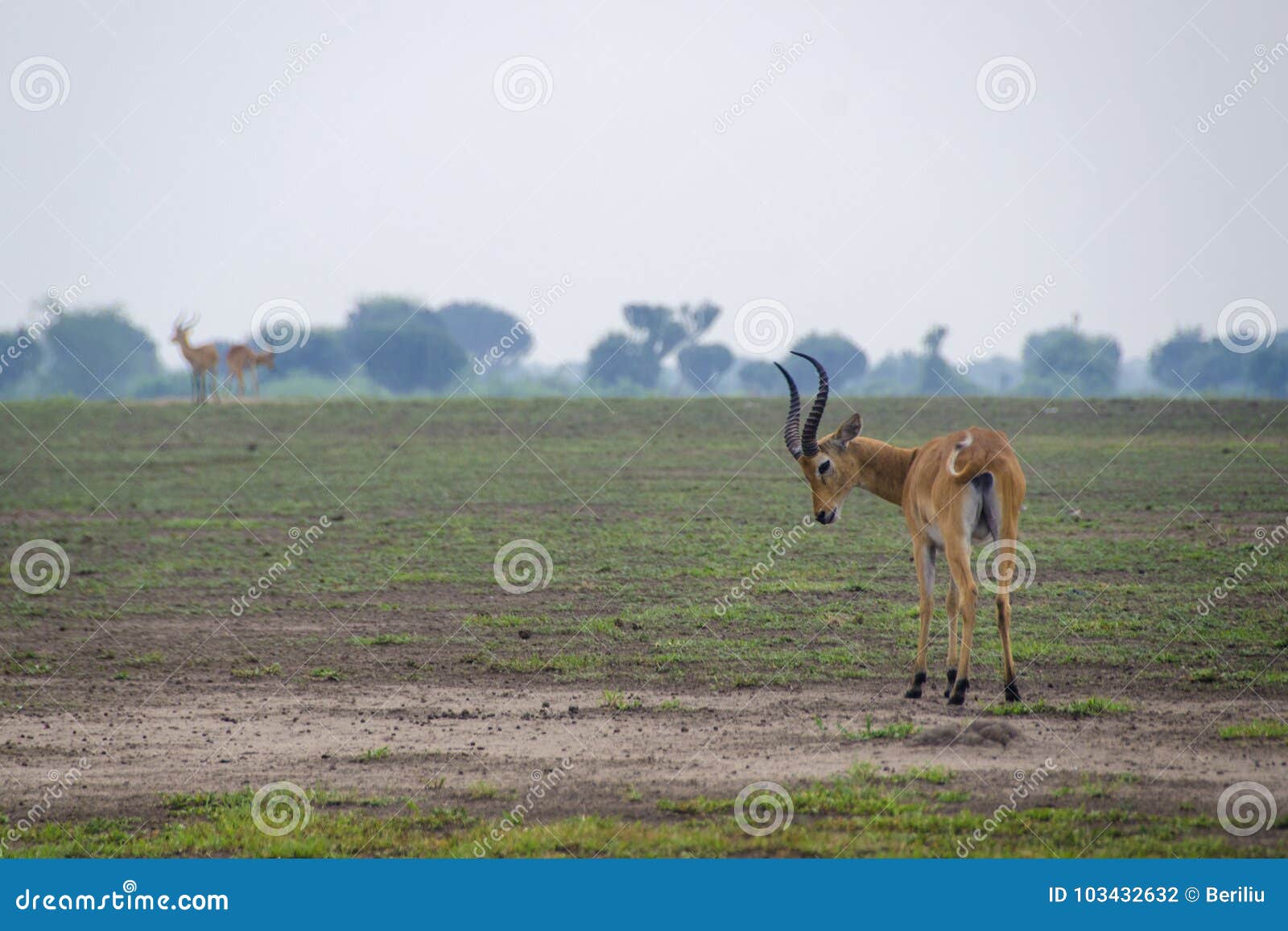 Antilopen in Uganda stockfoto. Bild von savanne, uganda - 103432632