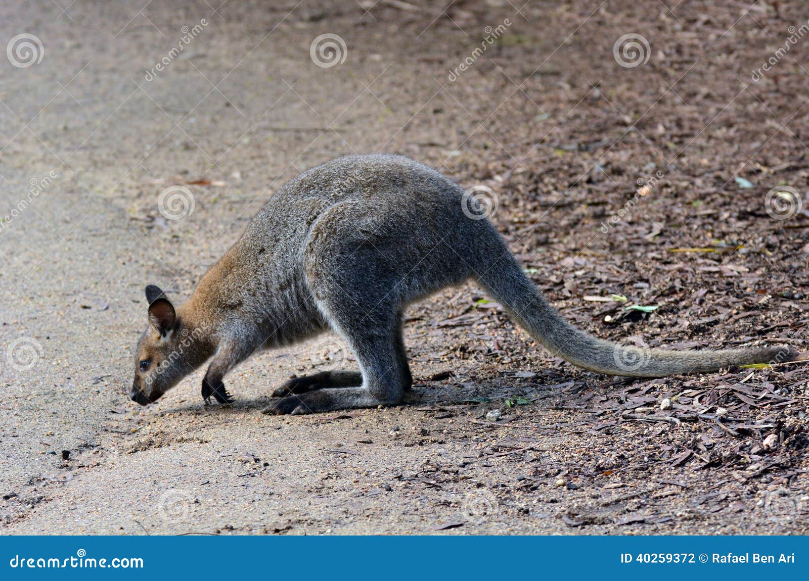 Antilopine kangaroo stock photo. Image of alert, full - 40259372