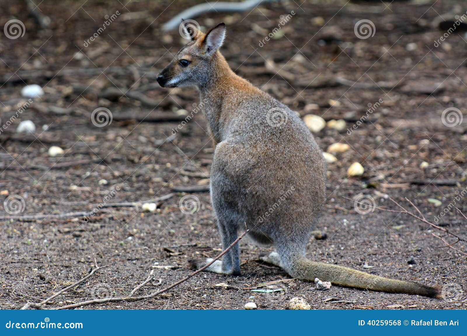 Antilopine kangaroo stock photo. Image of northern, horizontal - 40259568