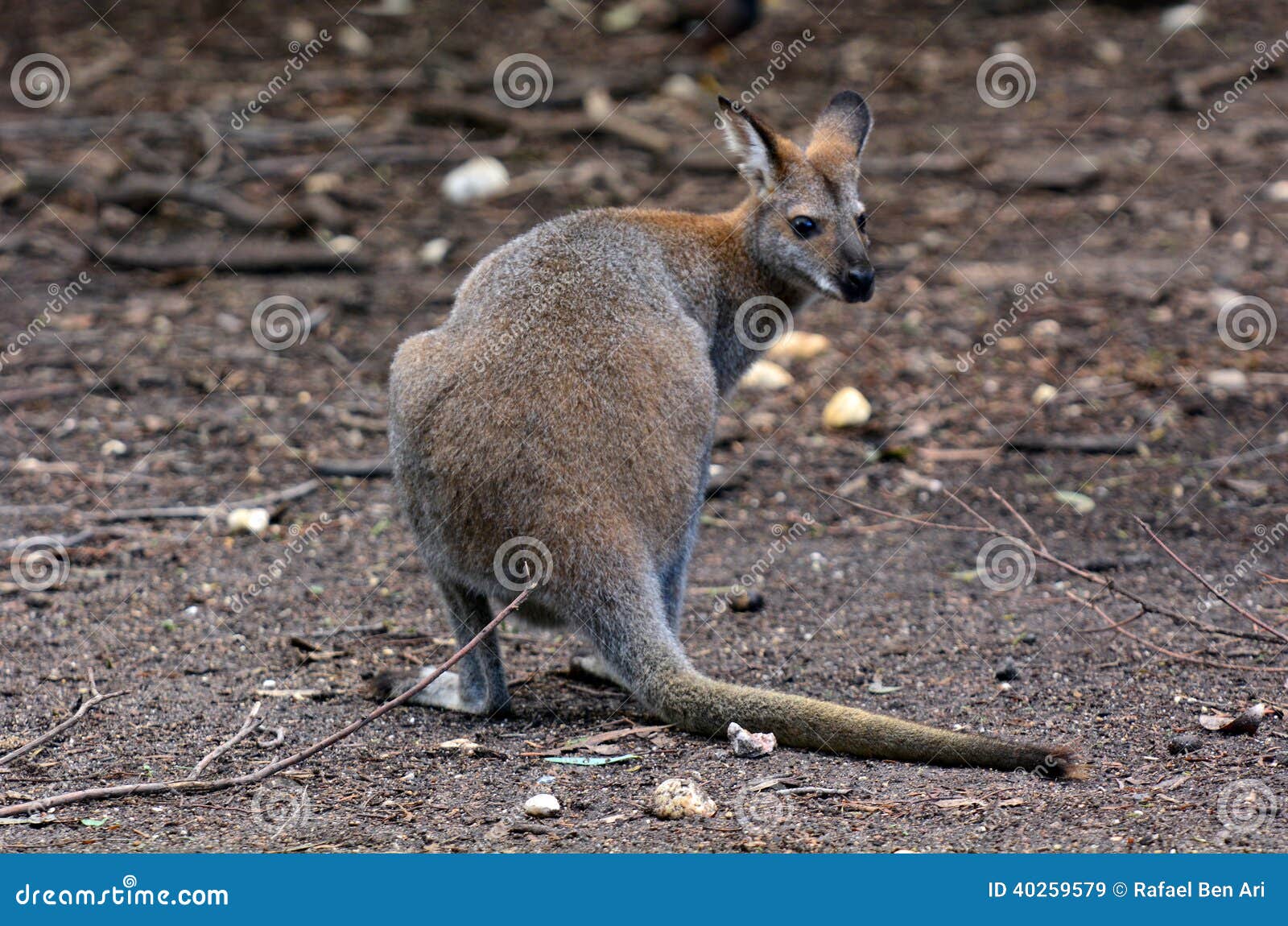 Antilopine kangaroo stock image. Image of full, outback - 40259579