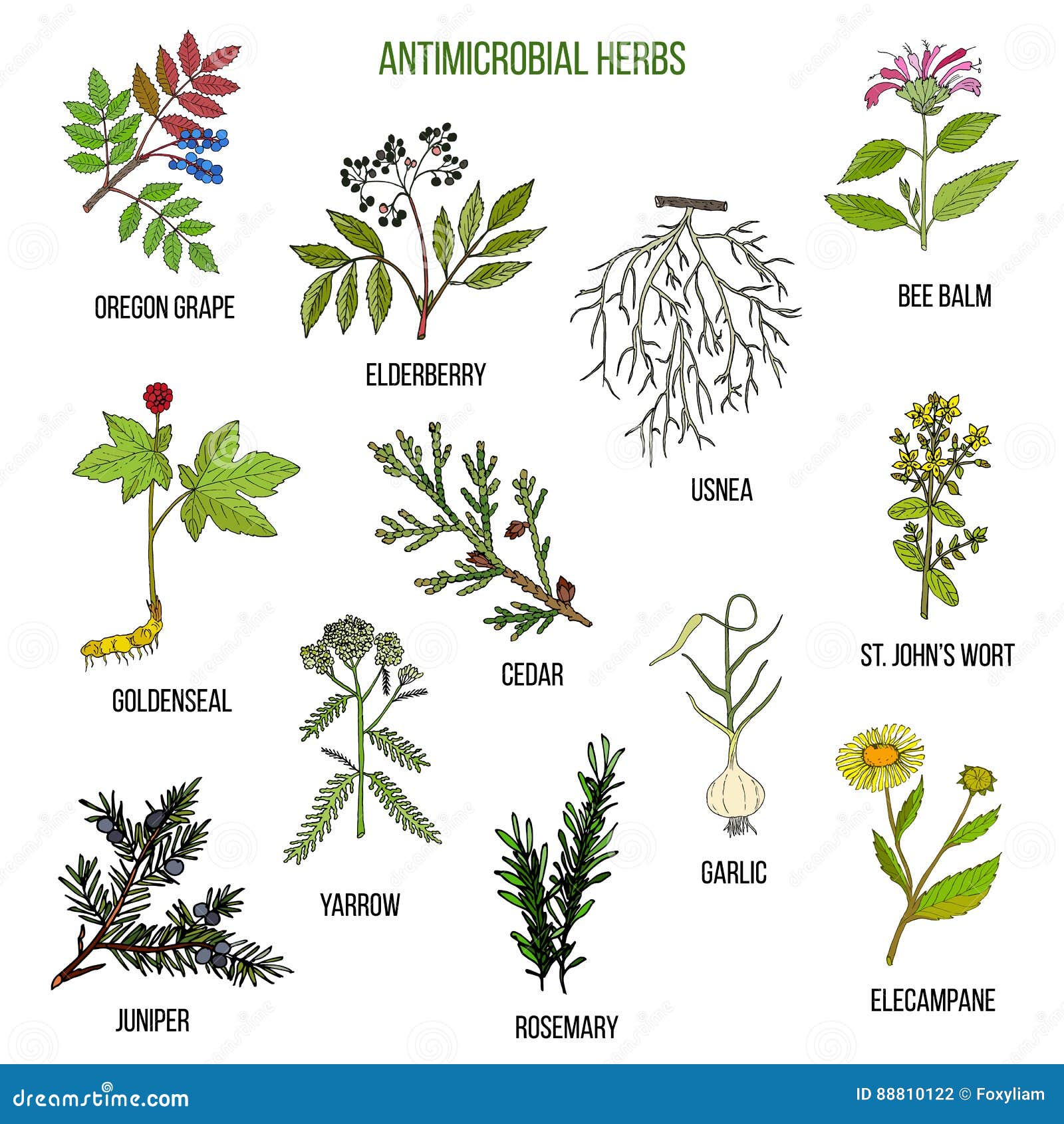 Antimicrobial Herbs. Hand Drawn Set of Medicinal Plants Stock Vector ...