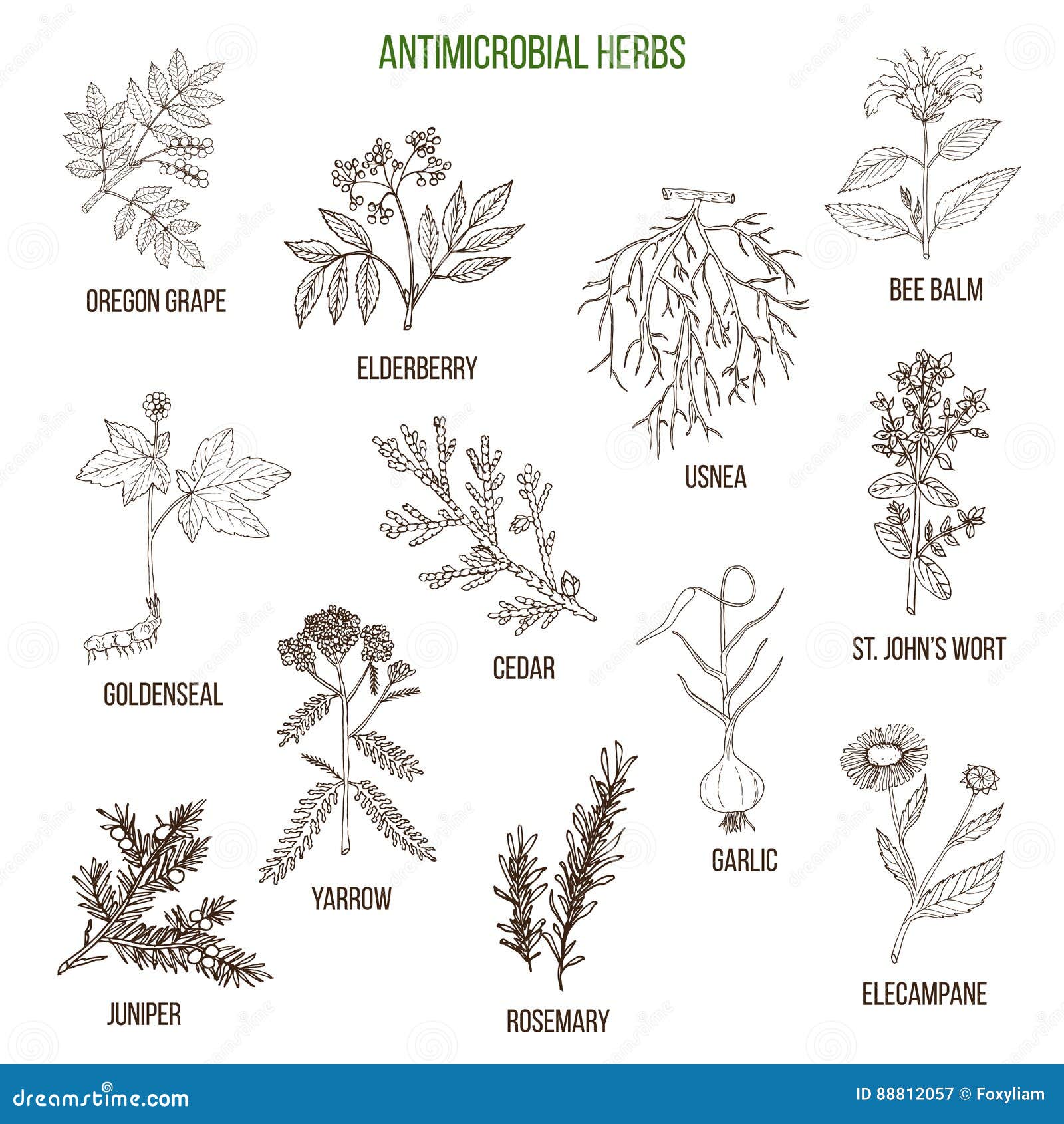 Antimicrobial Herbs. Hand Drawn Set of Medicinal Plants Stock Vector ...