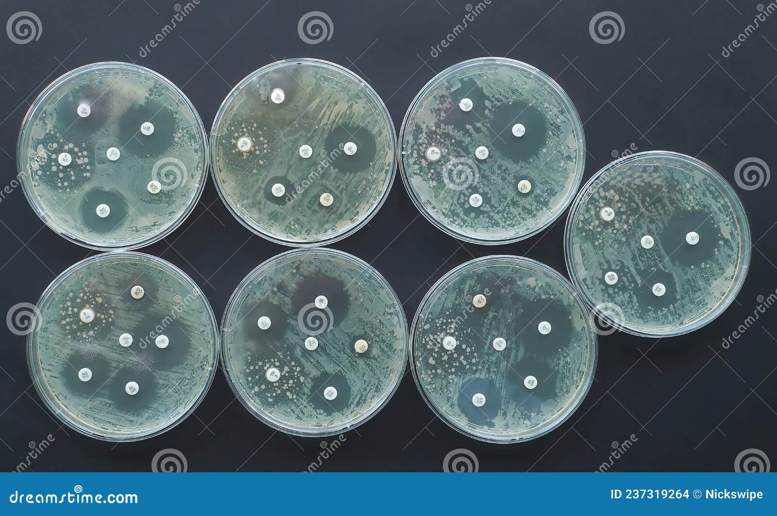 Antimicrobial Susceptibility Test Antibiogram Antibiotic Resistance ... Antimicrobial Susceptibility Test Antibiogram Antibiotic Resistance ...