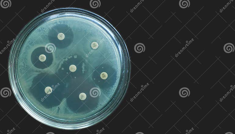 Antimicrobial Susceptibility Test by Diffusion Kirby Bauer on Dark ...